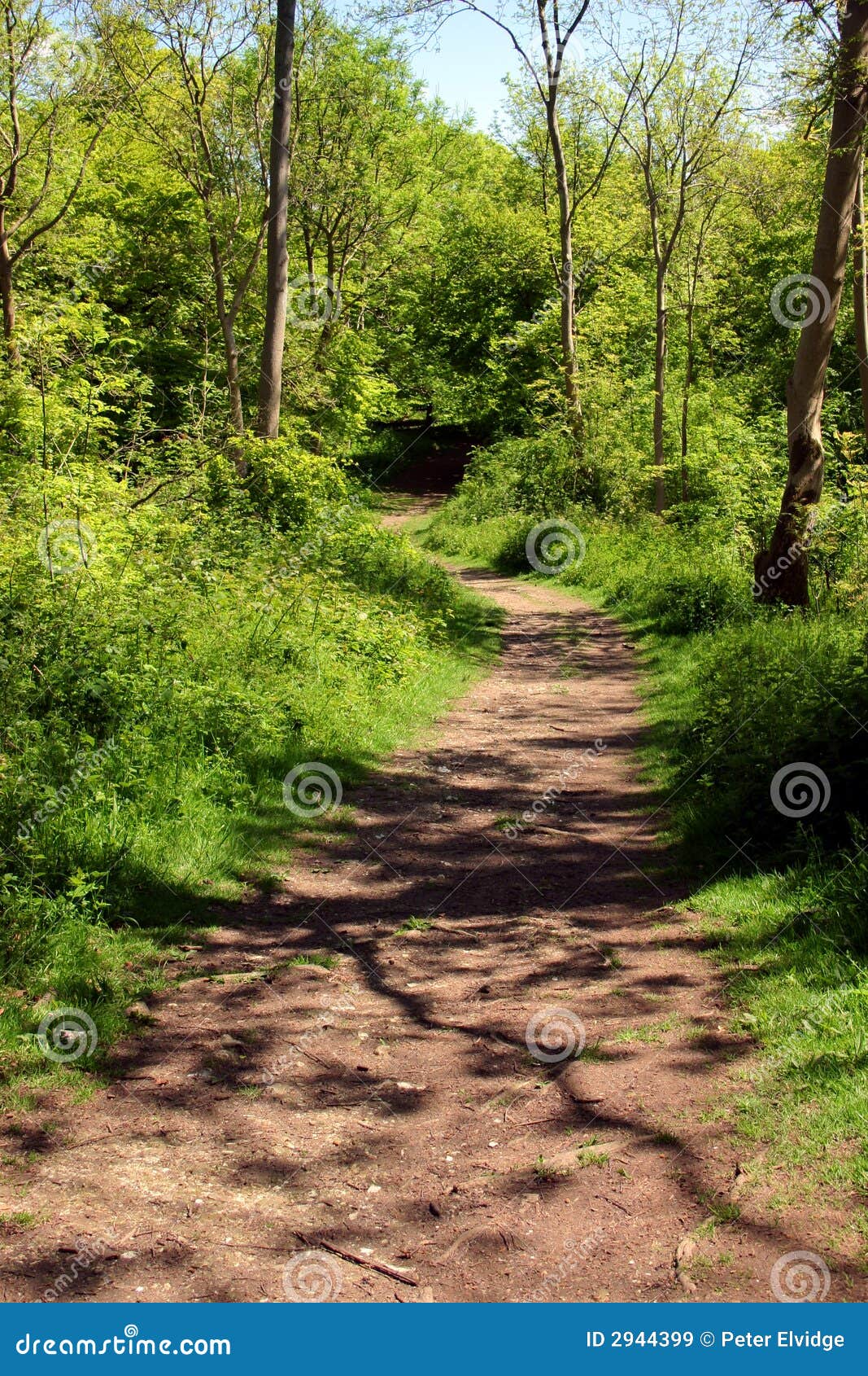 Woodland Path stock image. Image of british, forest, britain - 2944399