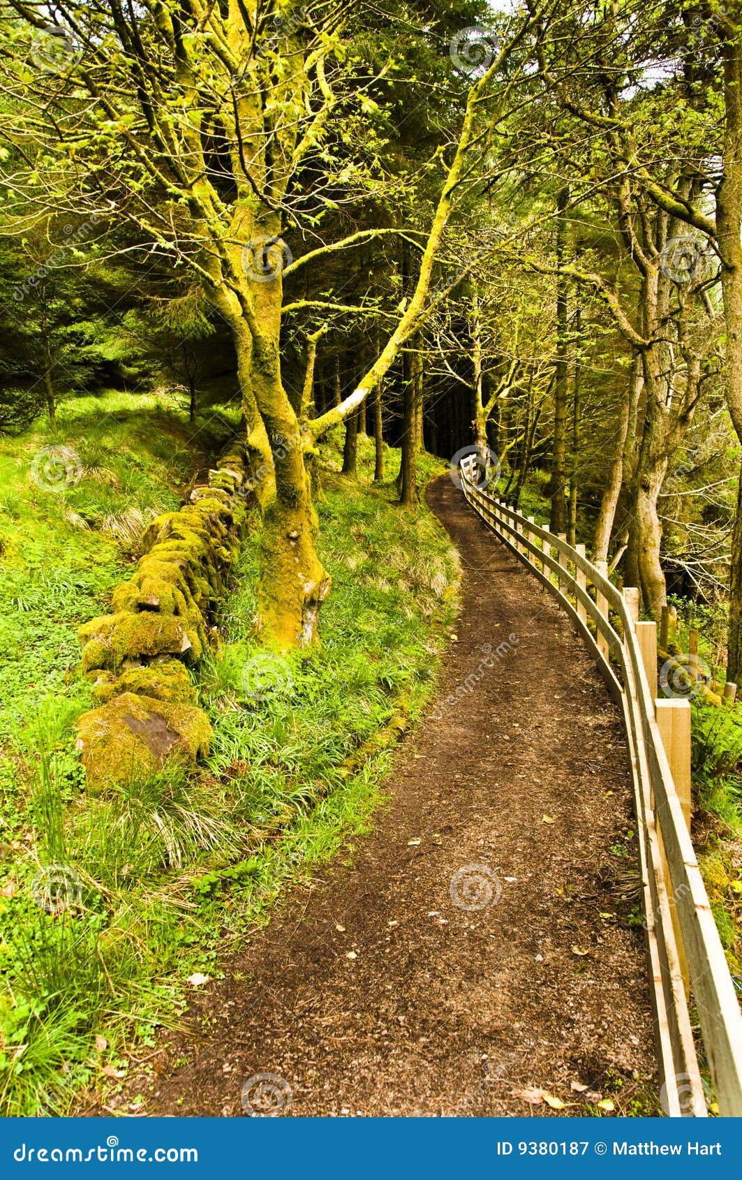 Woodland Path stock image. Image of nature, arran, leaf - 9380187