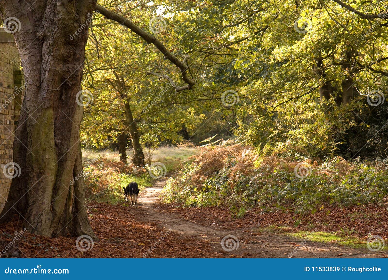 Woodland Path in Autumn stock image. Image of green, colour - 11533839