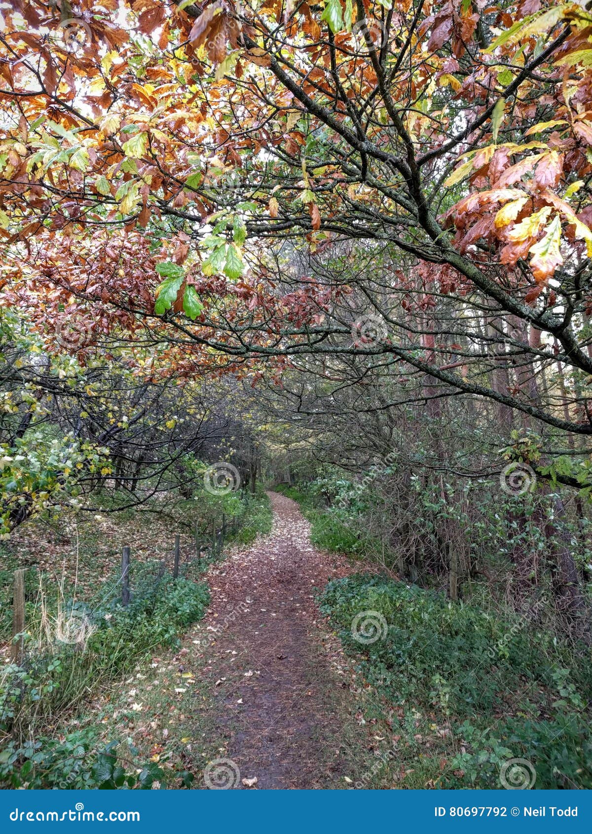 Woodland path stock photo. Image of path, woodland, trail - 80697792