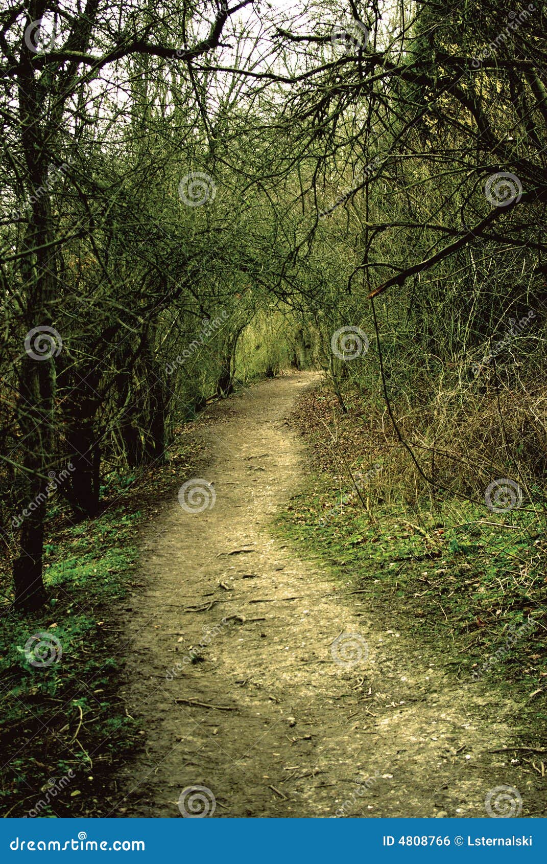 Woodland Path in Chipstead stock photo. Image of path - 4808766