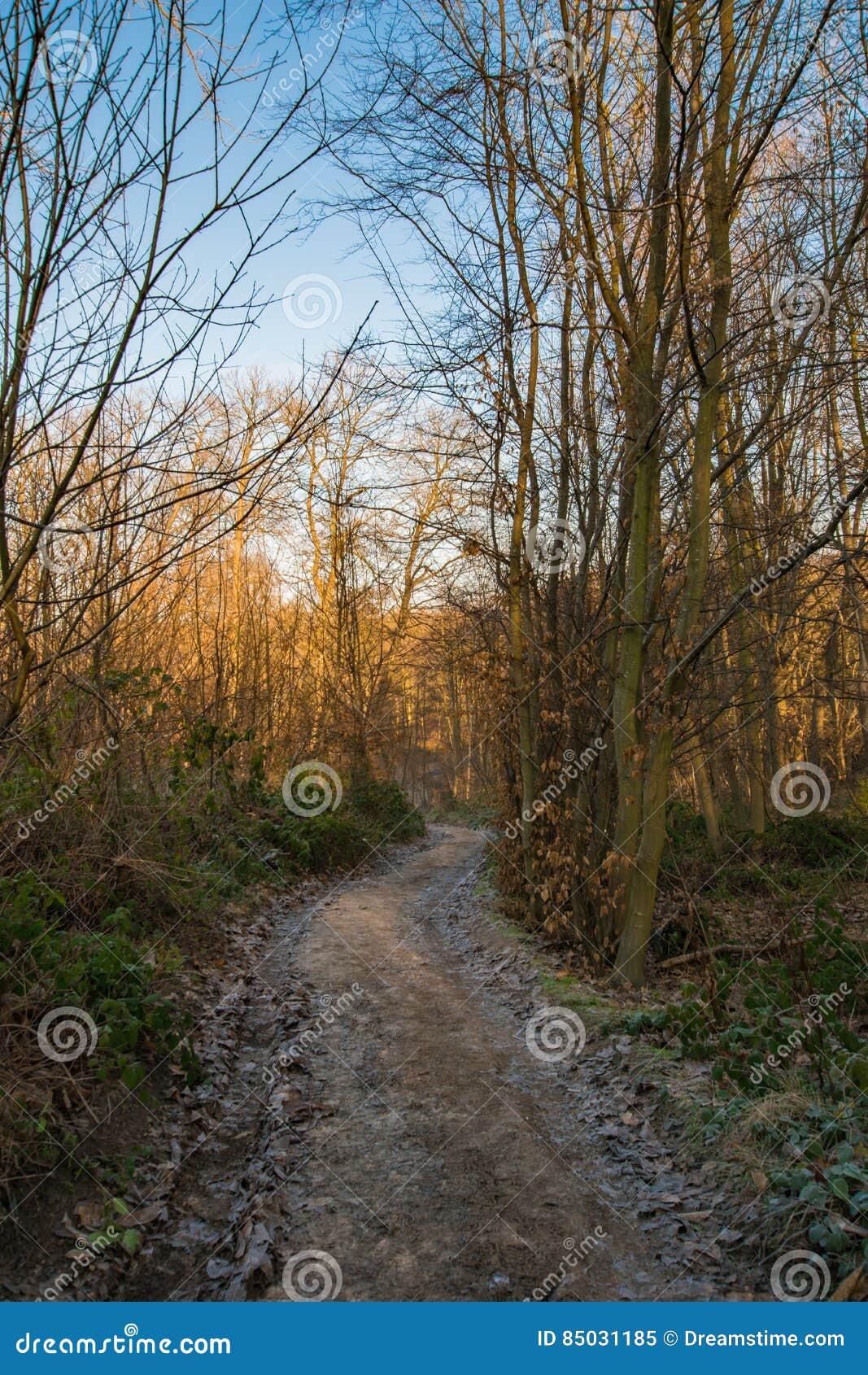 Woodland path stock image. Image of woodland, cold, walk - 85031185