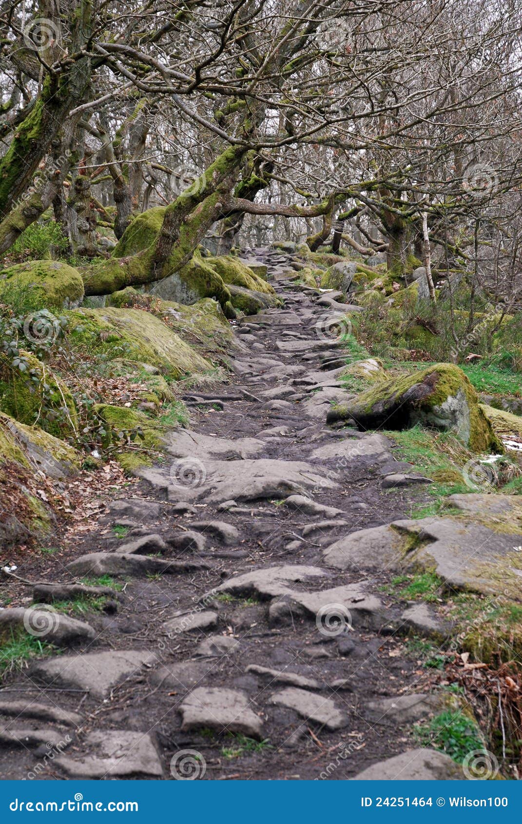 Woodland Path in Derbyshire Stock Photo - Image of travel, derbyshire ...