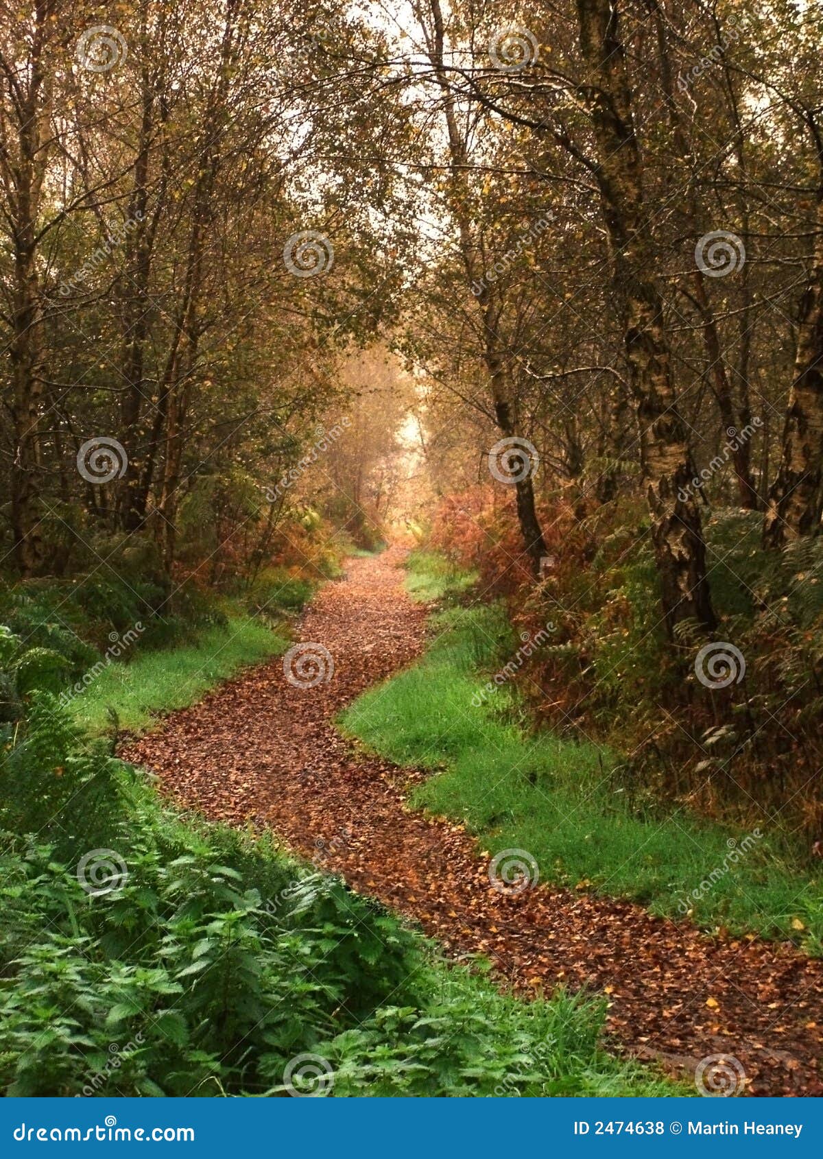 Woodland Path in the Fall stock photo. Image of leaves - 2474638