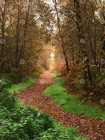 Woodland Path in the Fall stock photo. Image of leaves - 2474638