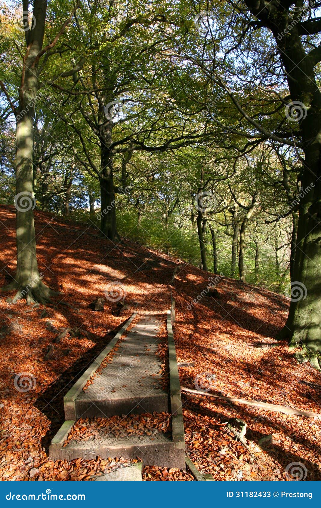 Woodland Path. stock image. Image of foliage, autumn - 31182433