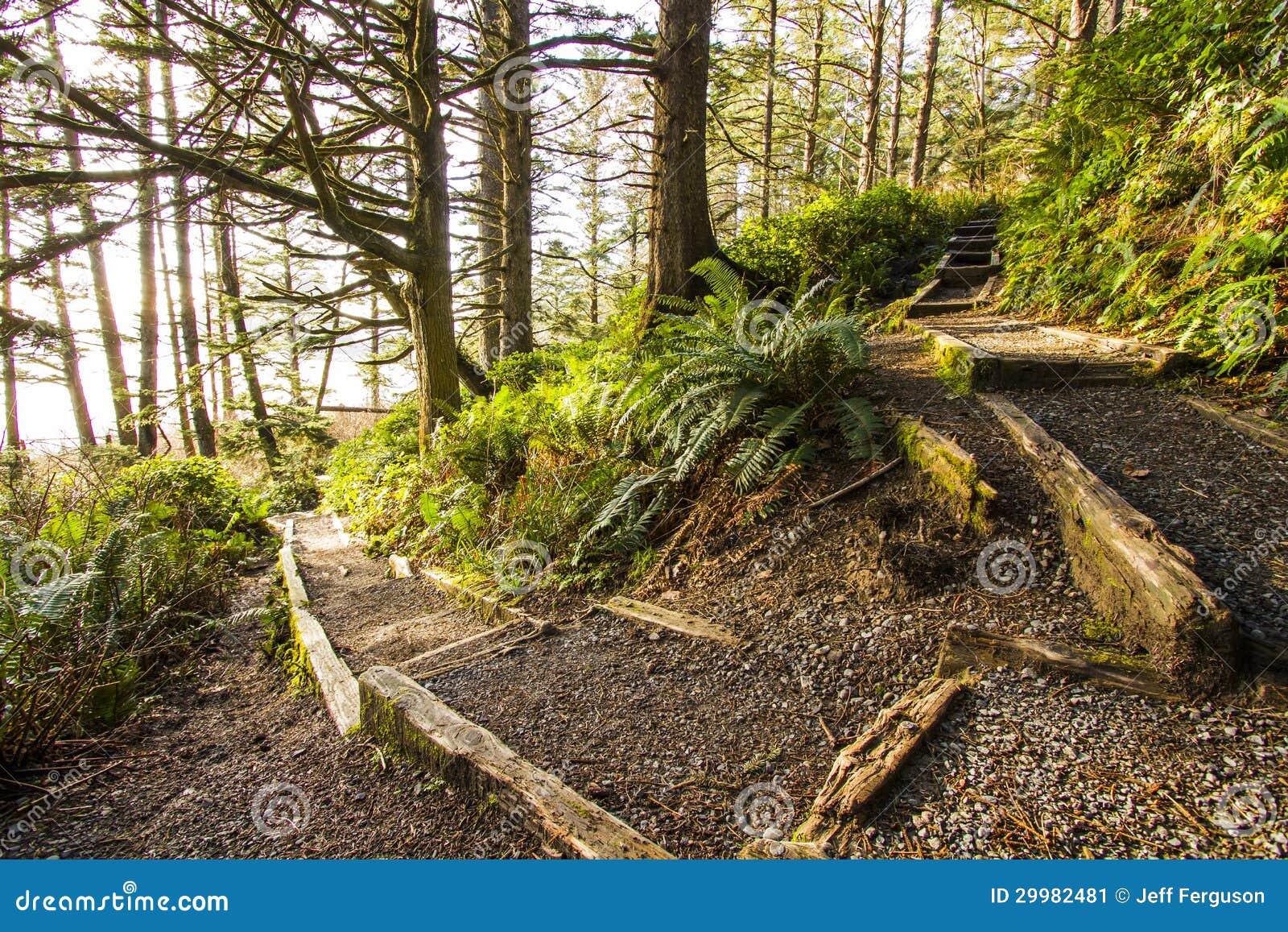Which Way stock image. Image of branches, forked, green - 29982481