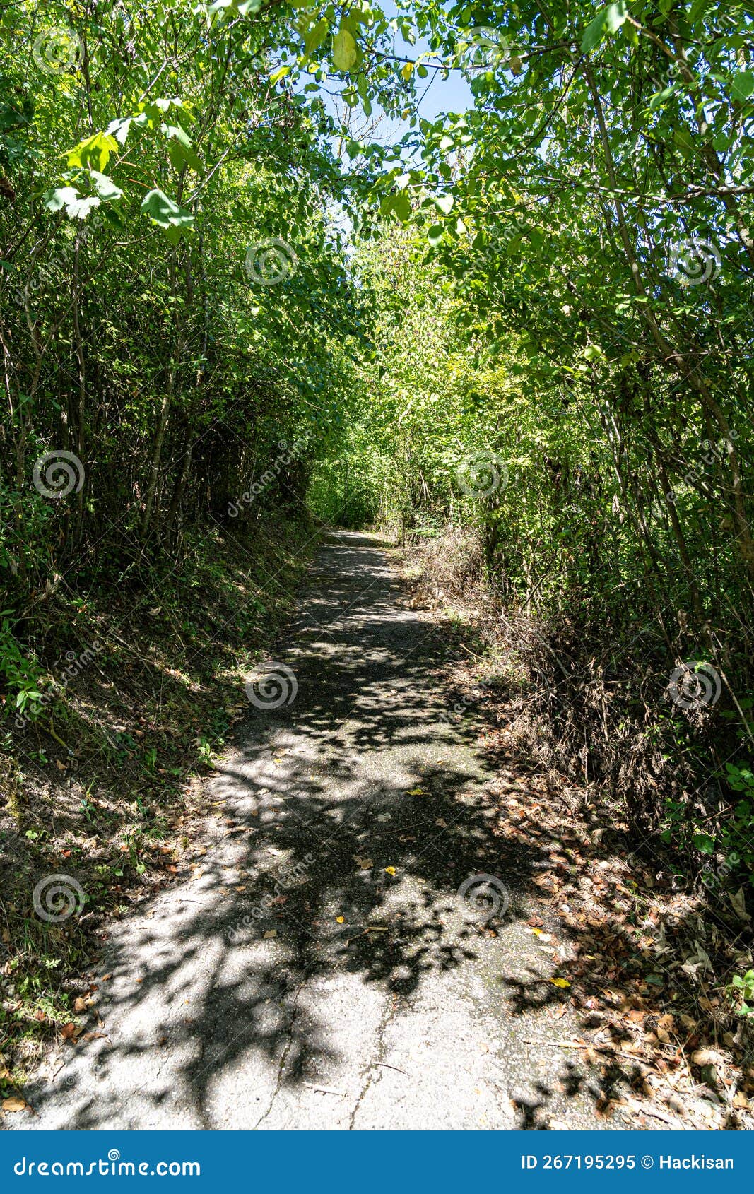 Woodland Path through the Green and Dark Forest Stock Image - Image of ...