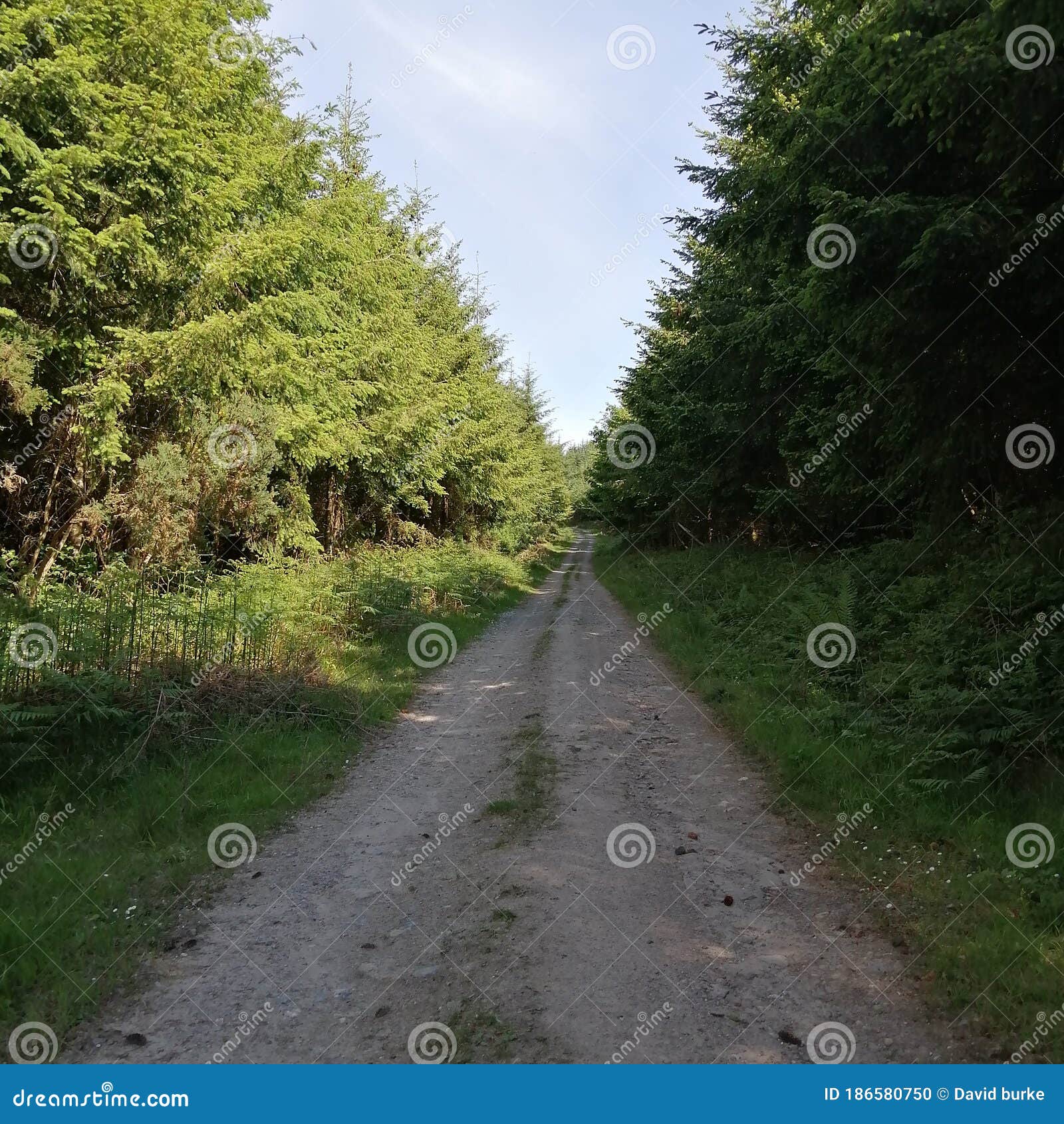 Woodland path in Ireland stock photo. Image of woodland - 186580750