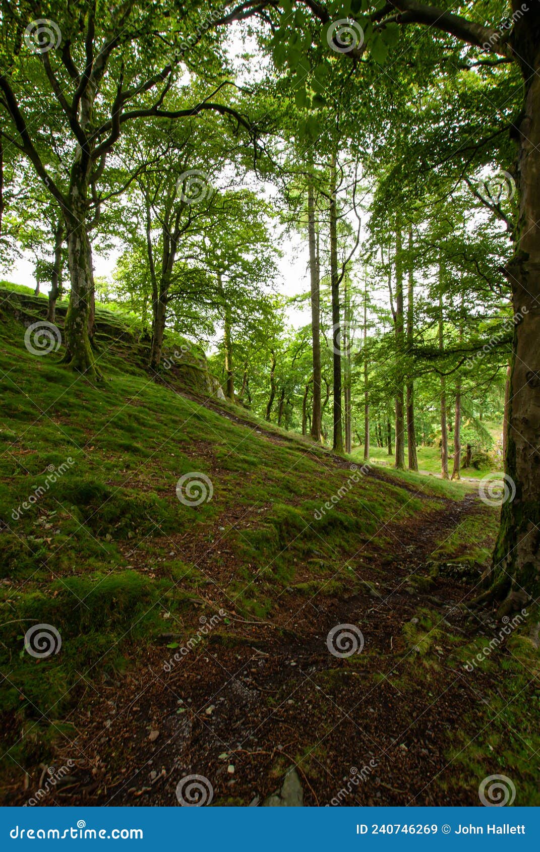 Shadowy Footpath through the Trees Stock Image - Image of shadows ...
