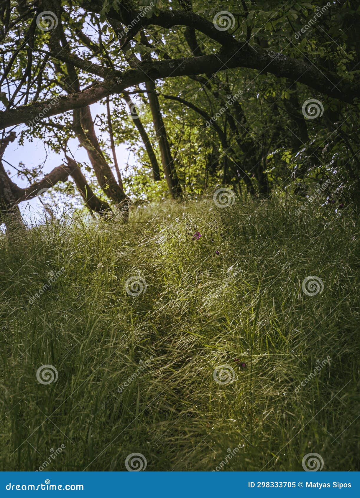 Woodland Path through Long Deep Grass with Wildflowers Stock Image ...