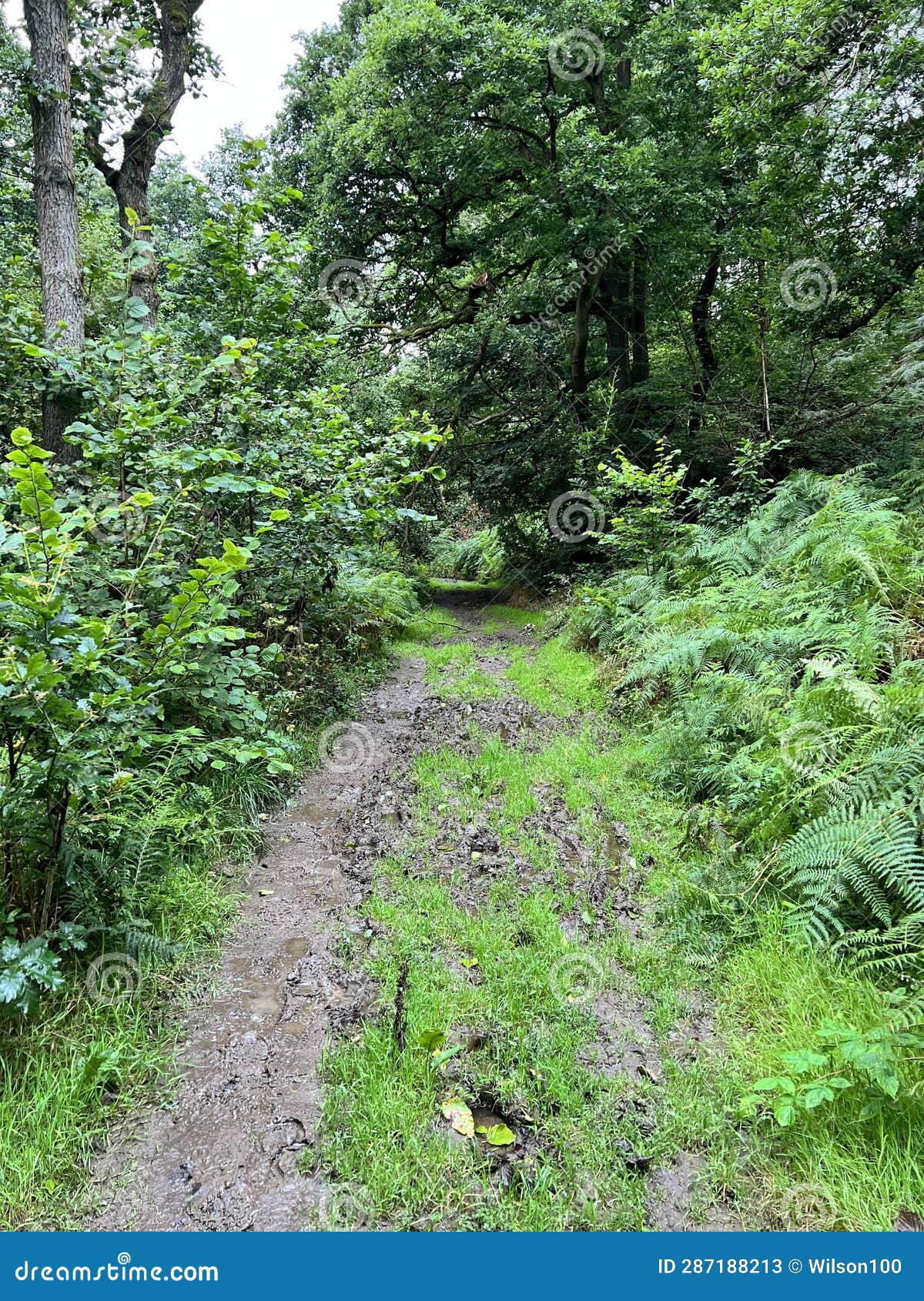 Woodland Path stock image. Image of path, woods, woodland - 287188213