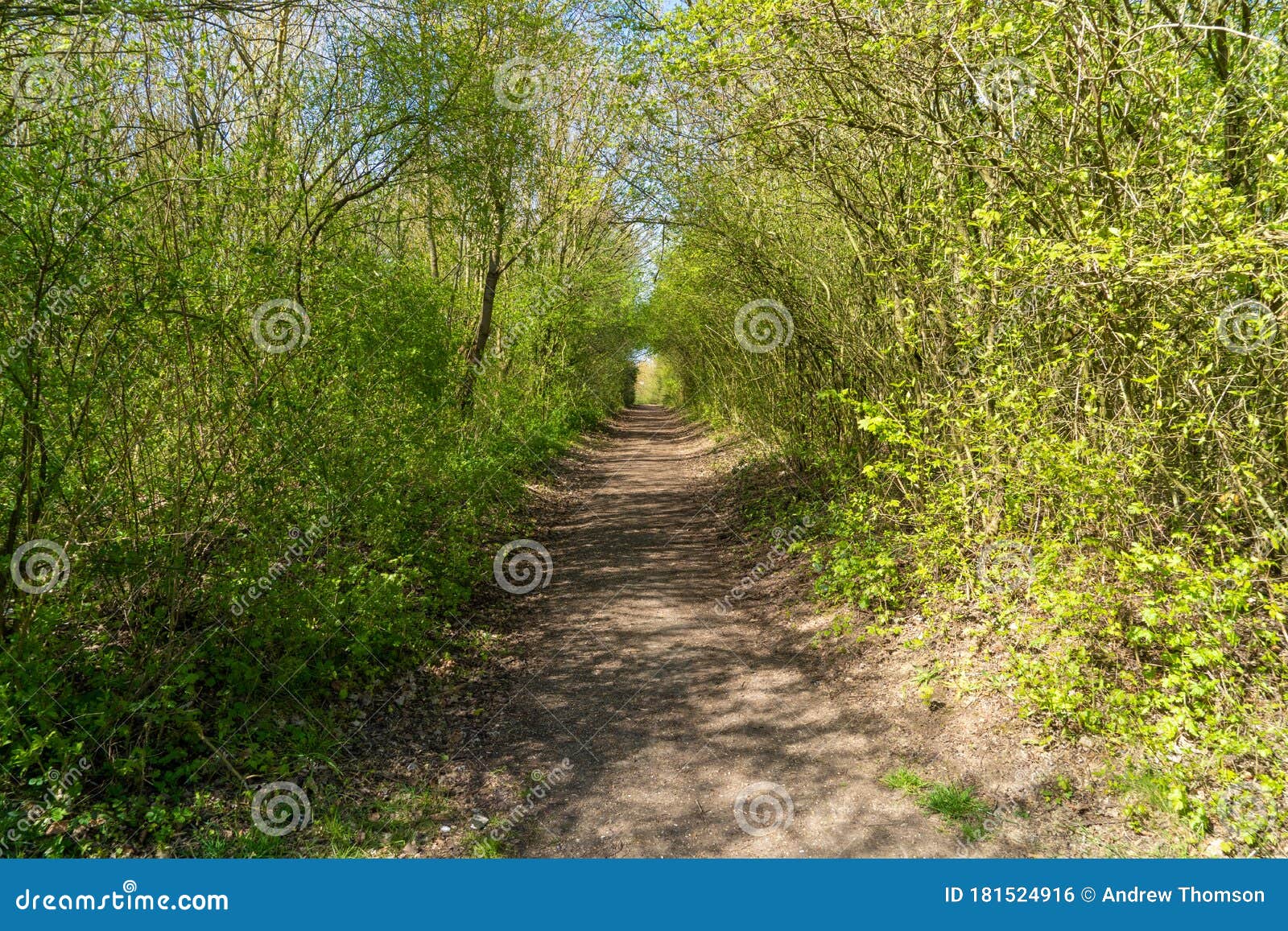 Woodland Path in Spring Time with Overhanging Trees Stock Photo - Image ...