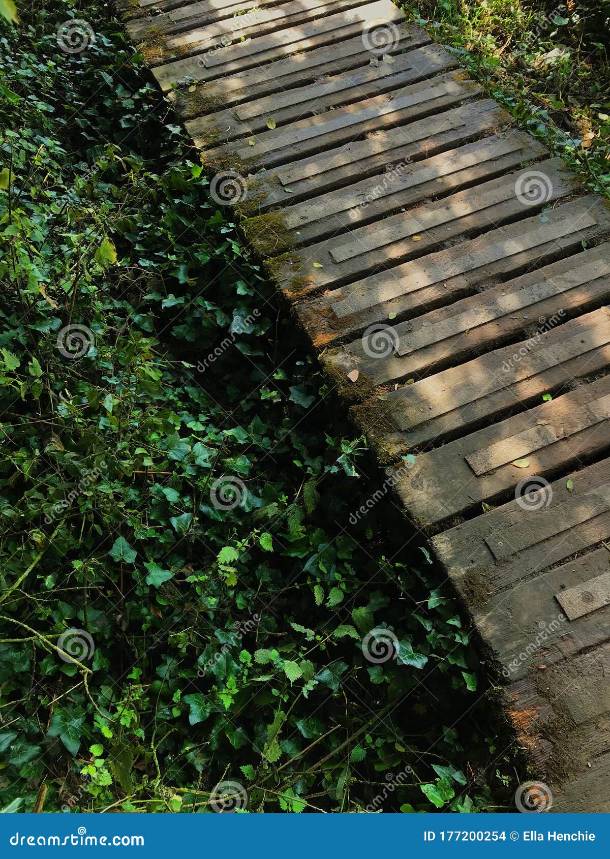 Woodland path in summer stock photo. Image of woodland - 177200254