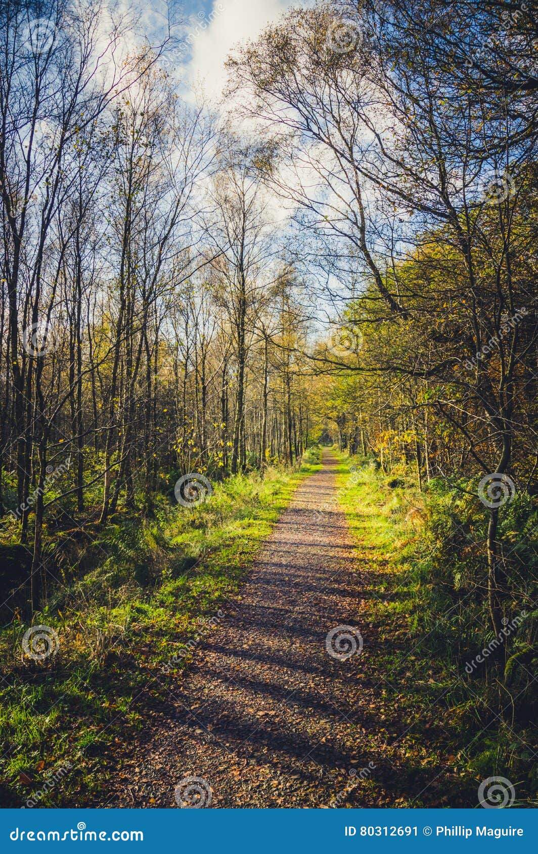 Woodland Path on a Sunny Day in Autumn Stock Image - Image of park ...