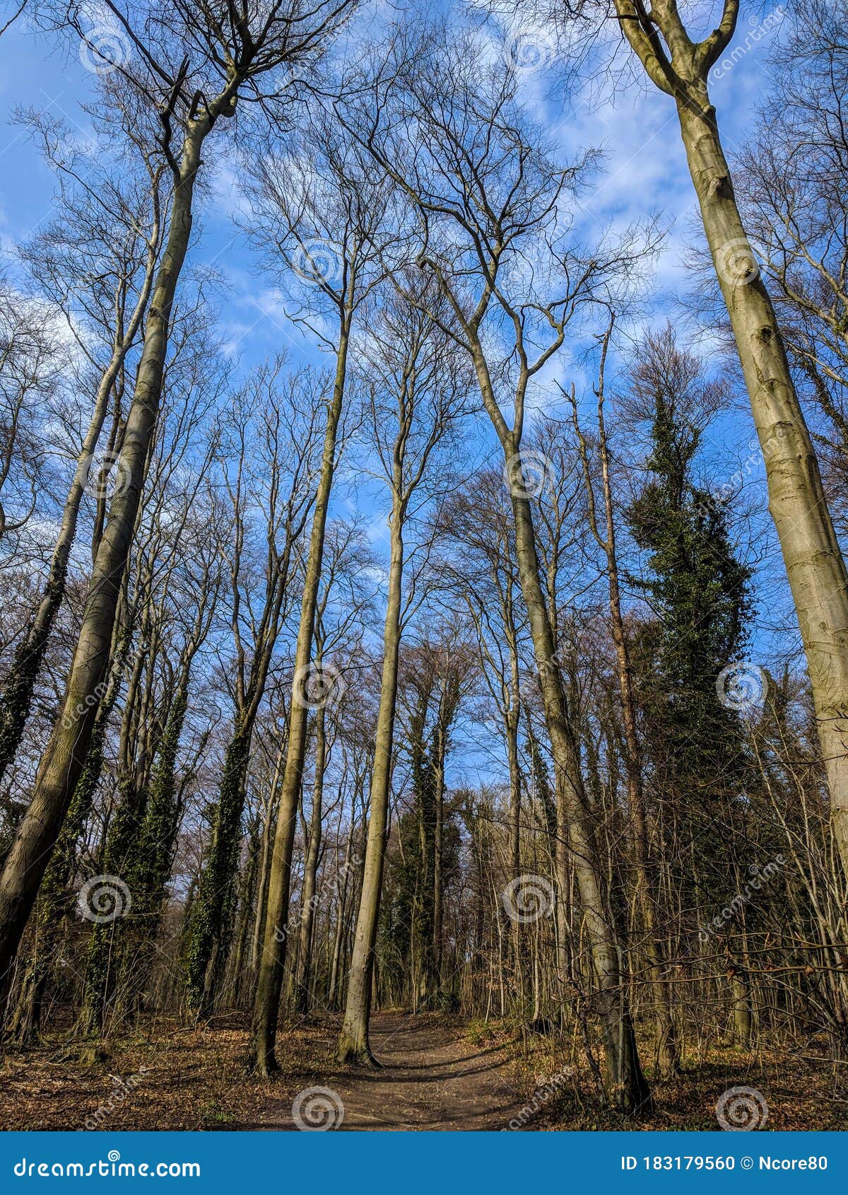 Woodland Path through Tall Trees Stock Photo - Image of woodland ...