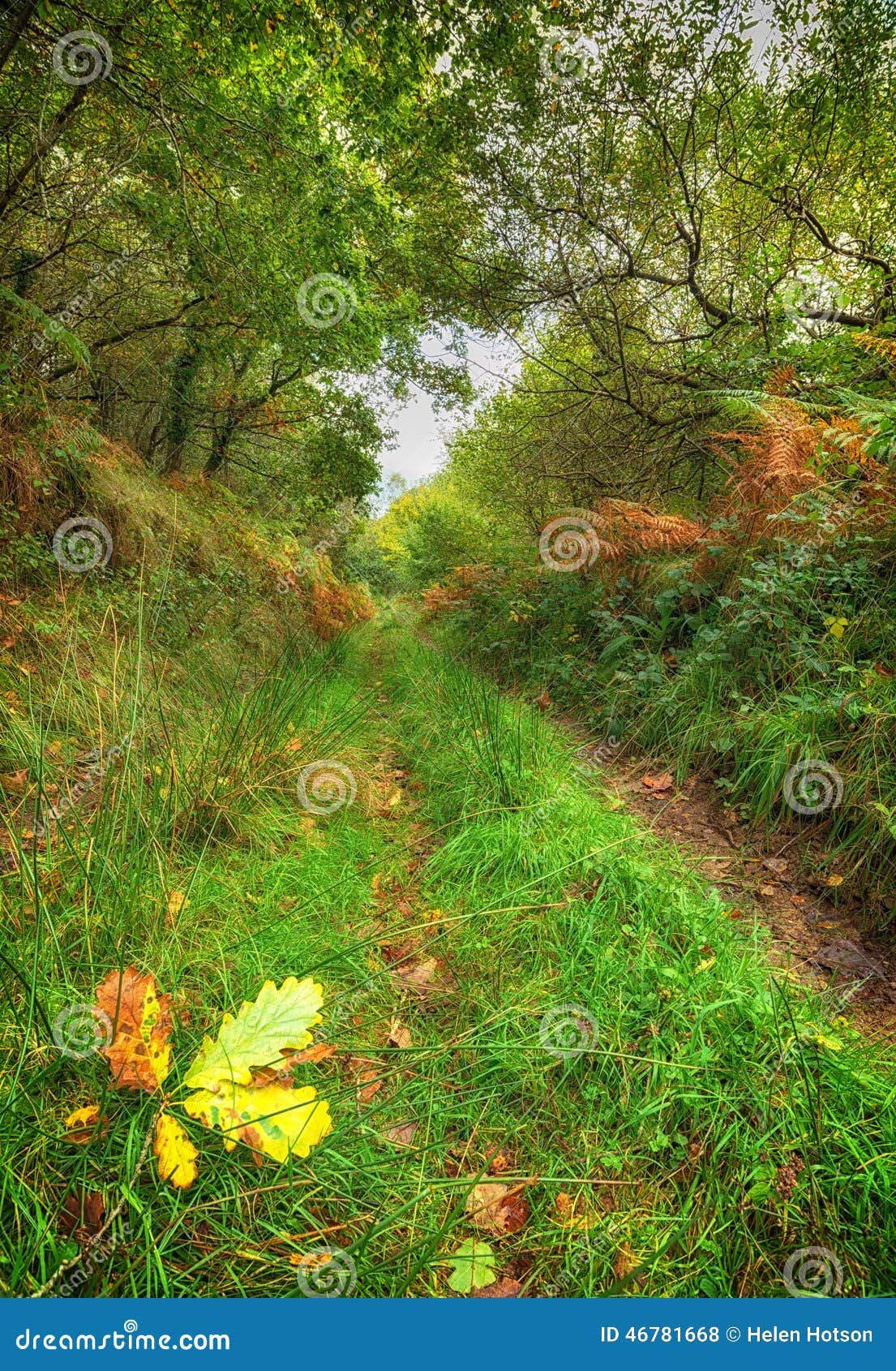 Cabilla Woods Stock Photos - Free & Royalty-Free Stock Photos from ...