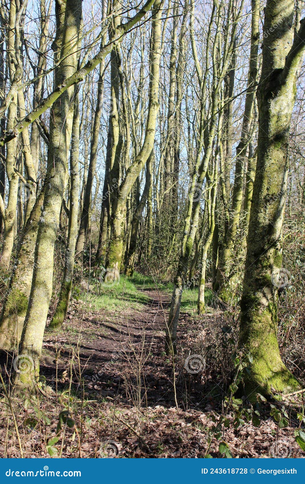 Woodland Path through Trees in Spring, Pilling Stock Photo - Image of ...