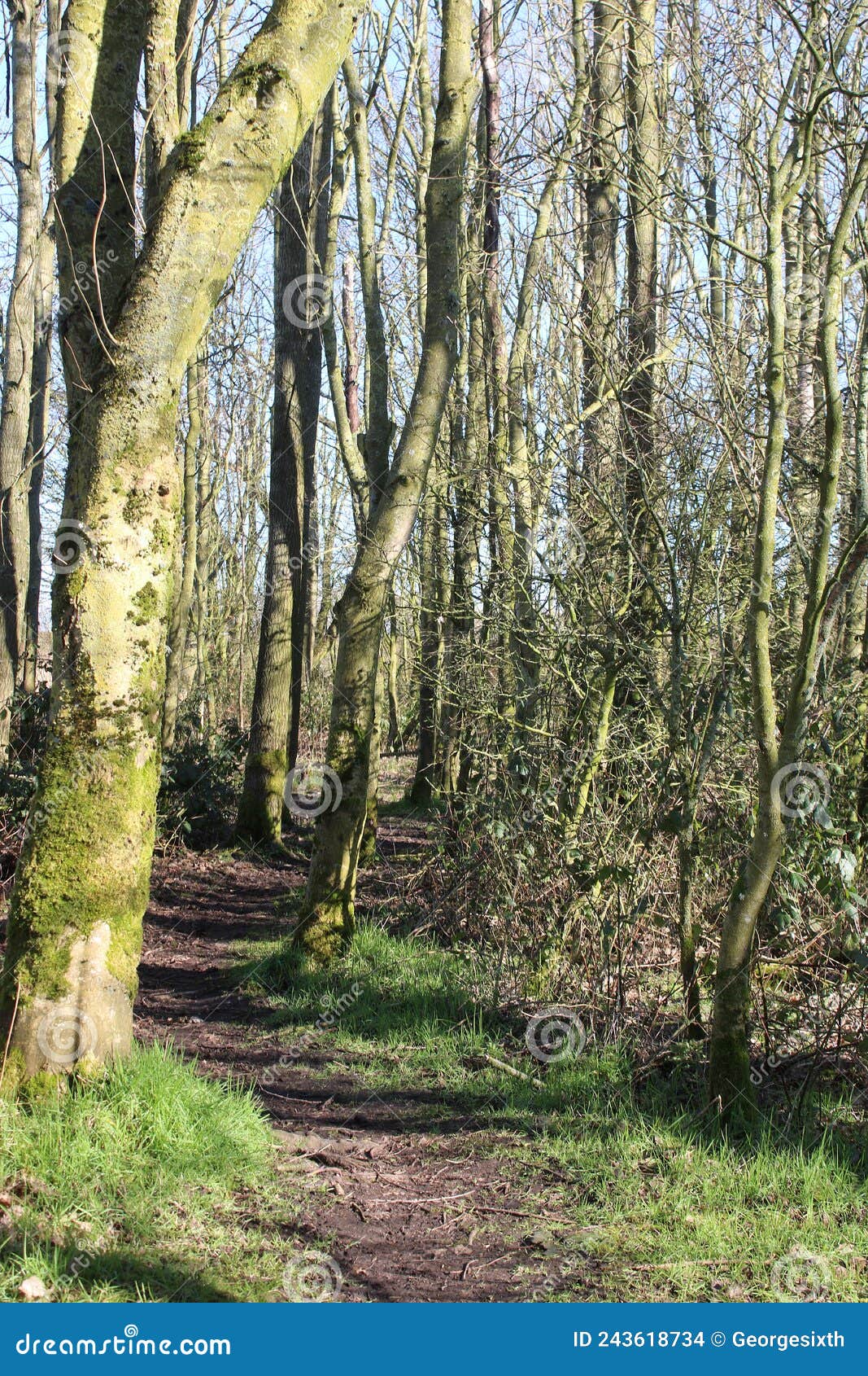 Woodland Path through Trees in Spring, Pilling Stock Photo - Image of ...