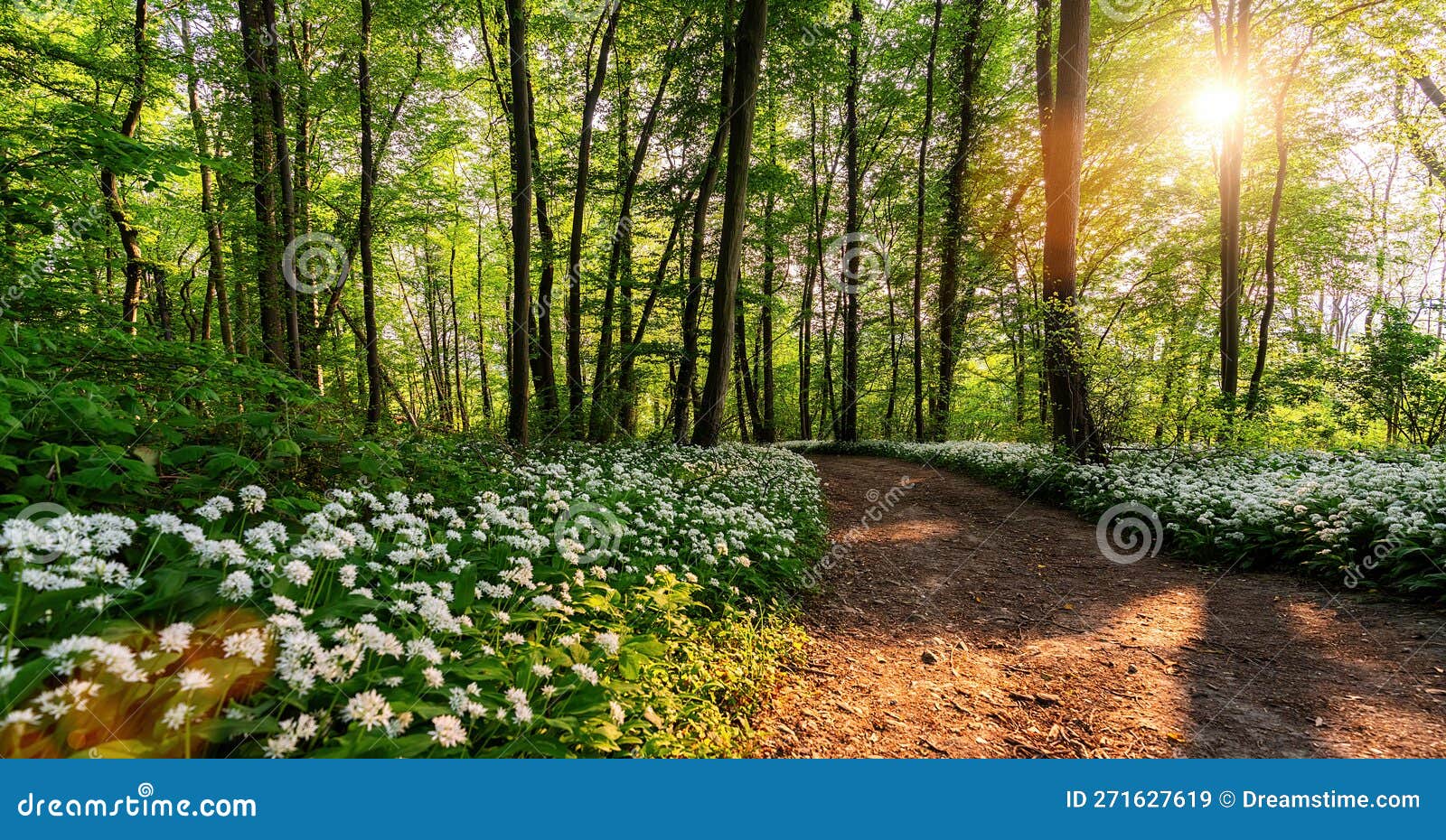 Woodland Path with Wild Garlic in Full Bloom in a Forest Stock Image ...