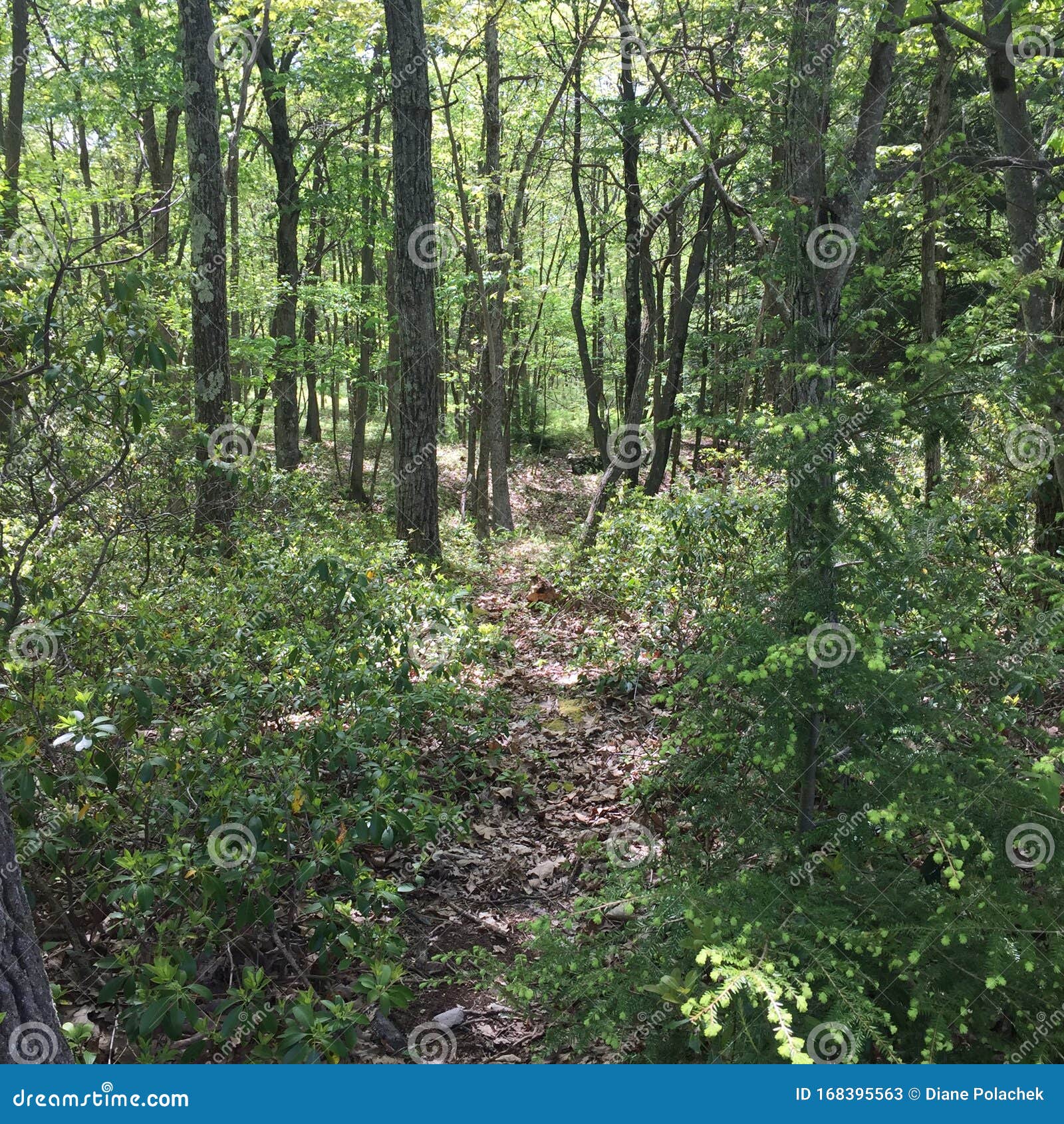 Woodland Path stock image. Image of woods, winding, hiking - 168395563