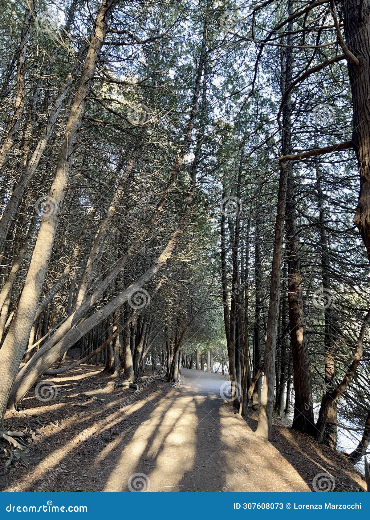 Woodland Pathway with Sun Shining through the Trees. Stock Image ...