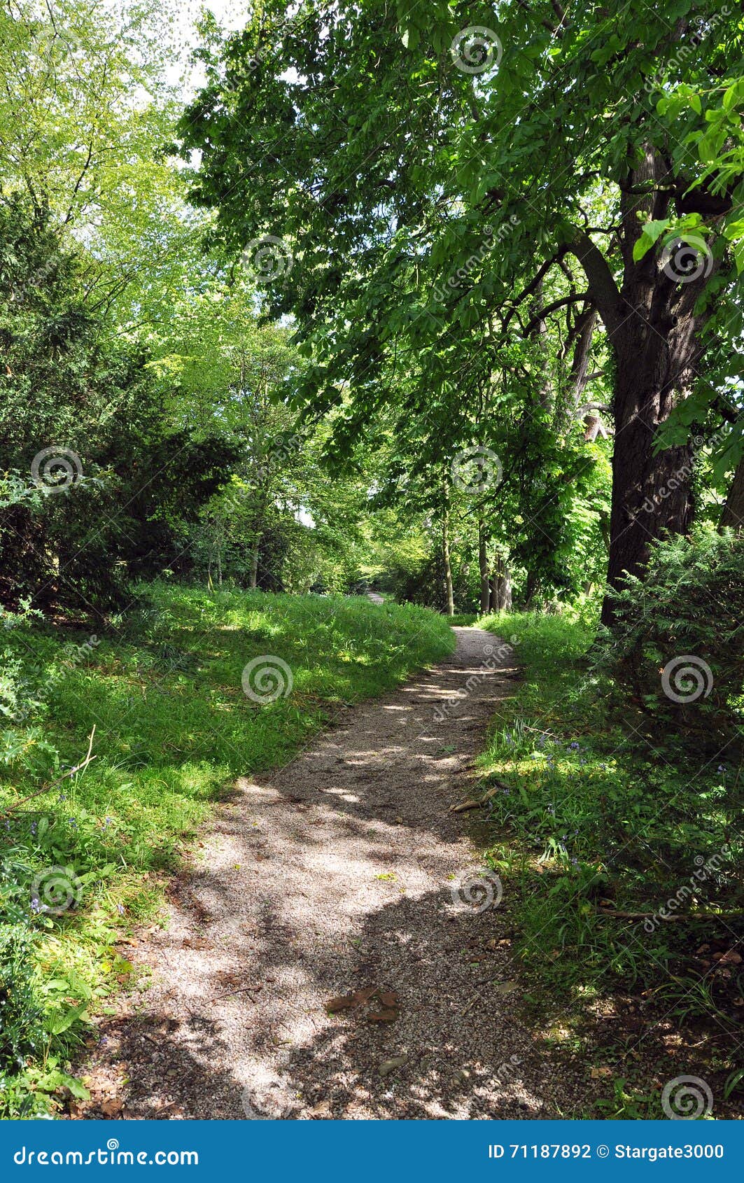 Woodland pathways stock photo. Image of nature, branches - 71187892