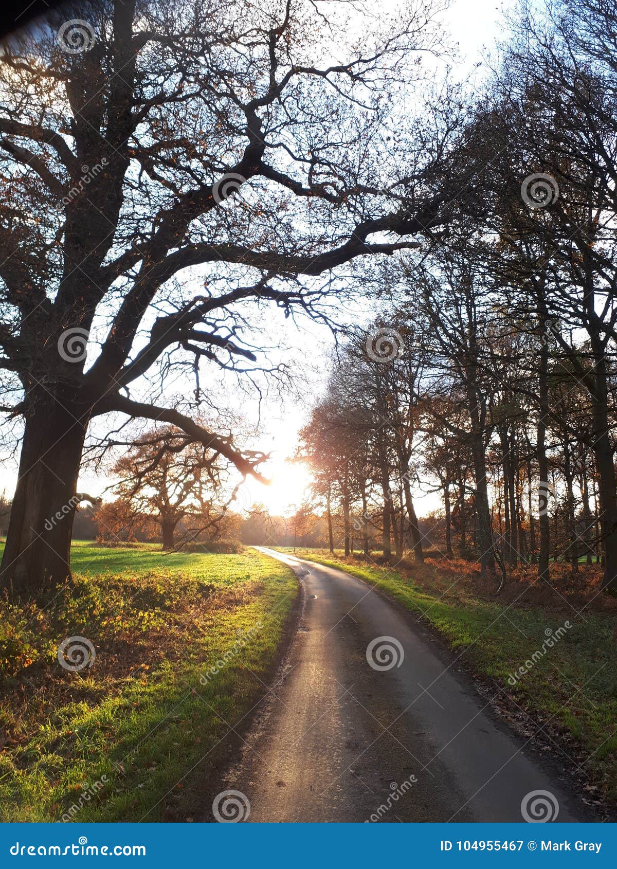 Woodland Road stock image. Image of sunlight, woodland - 104955467