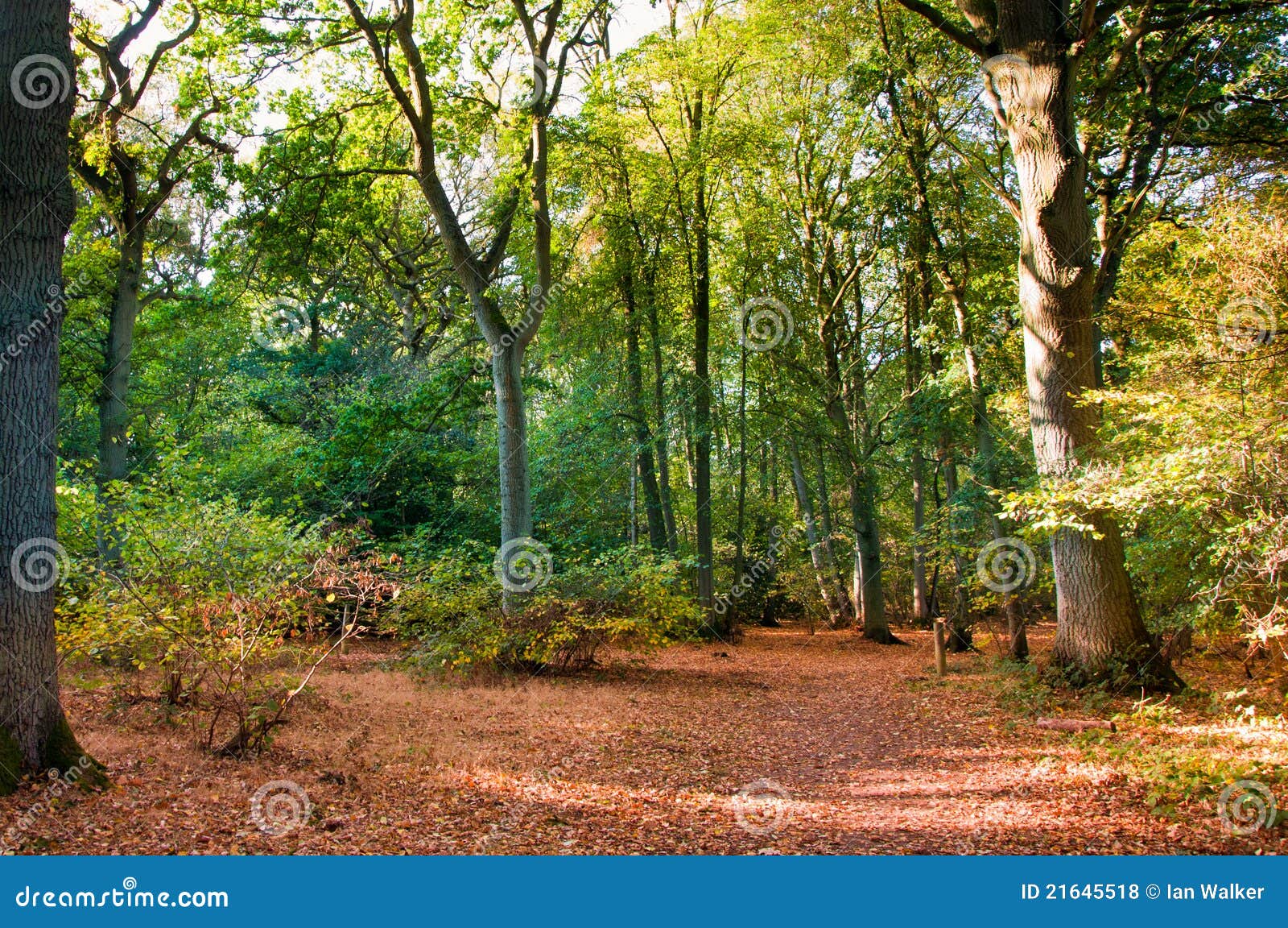 Woodland Scene in Autumn Fall. Stock Photo - Image of scenery, orange ...