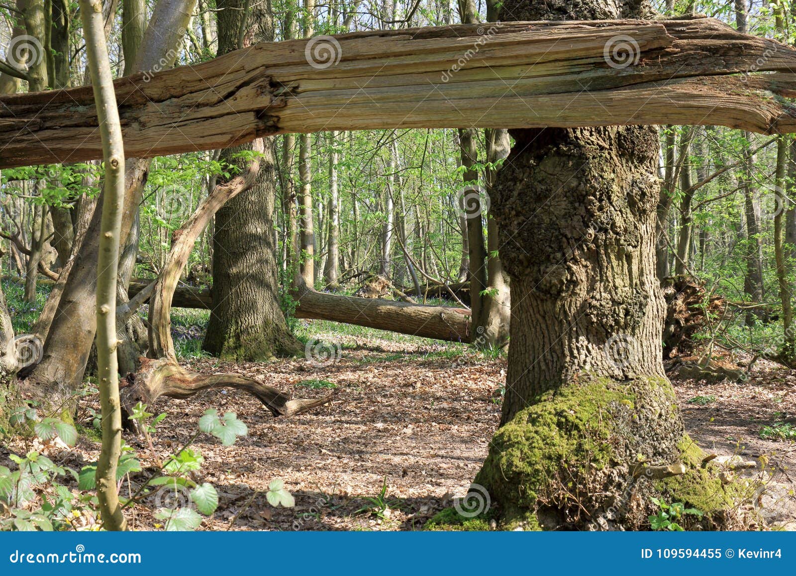 A Woodland Scene Framed by Old Tree Branches Stock Image - Image of ...