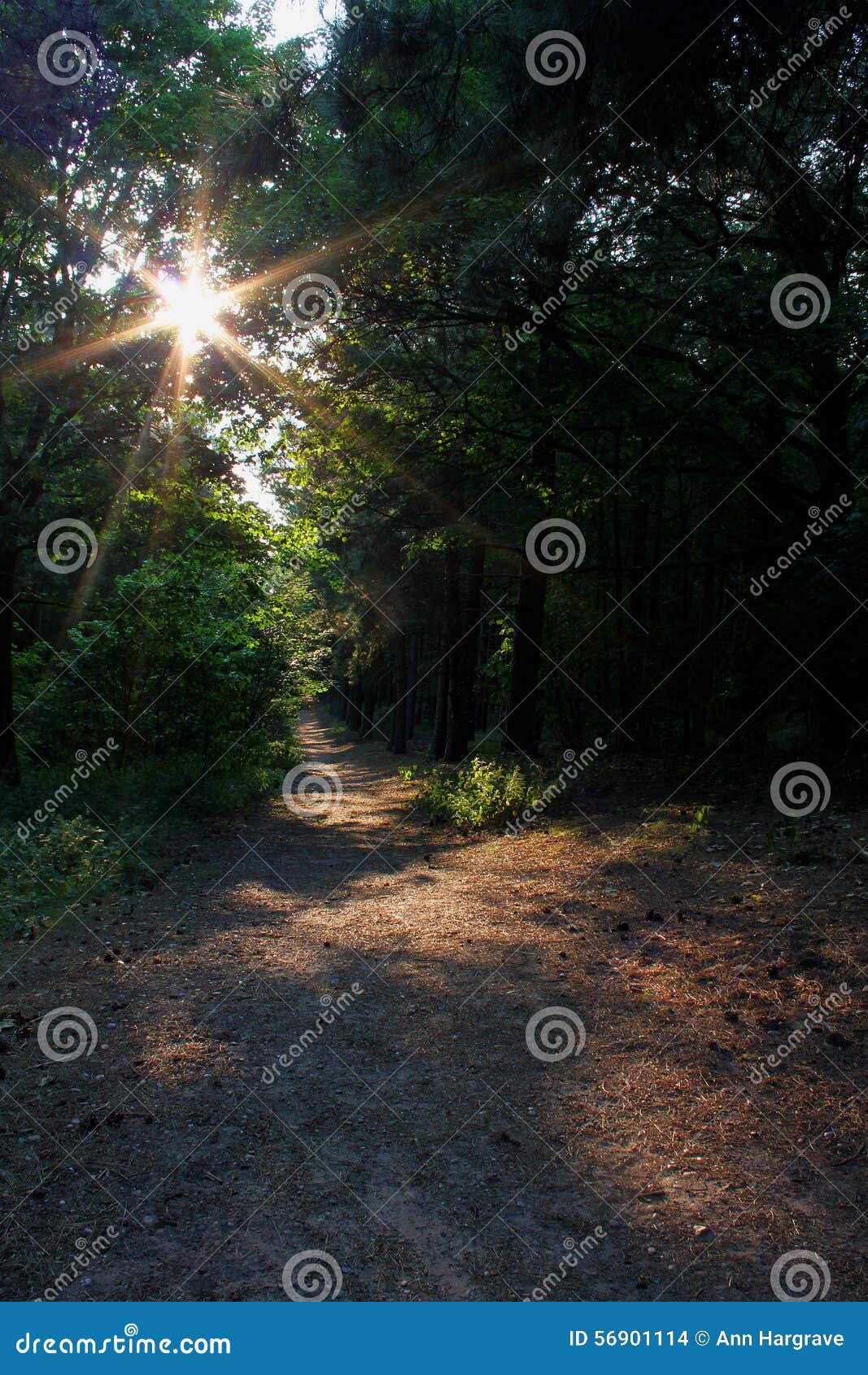 Woodland scene with shadow stock photo. Image of fern - 56901114