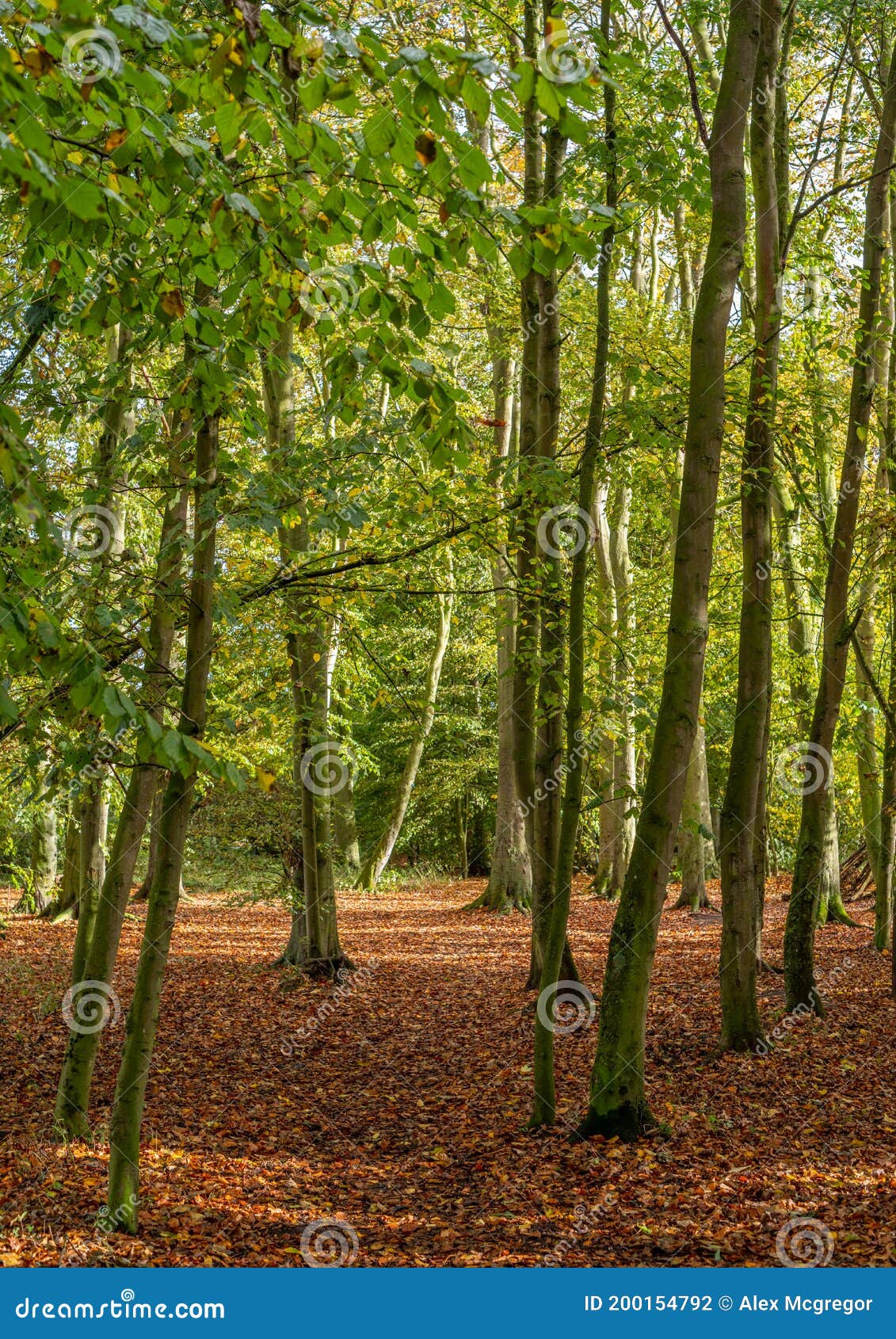 Woodland Scene of Trees and Fallen Leaves Stock Photo - Image of nature ...