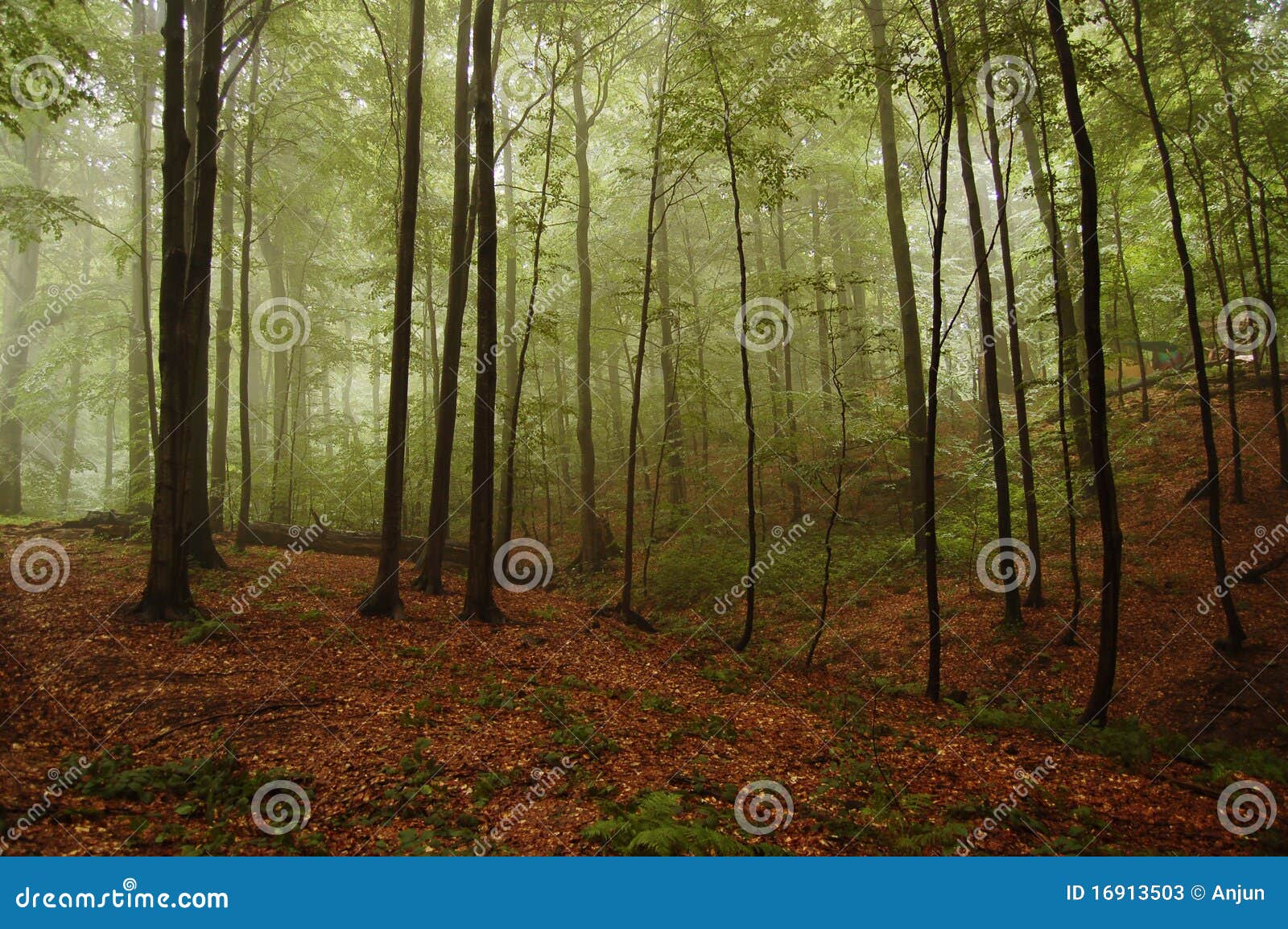 Woodland scenery stock image. Image of haze, knoll, beech - 16913503