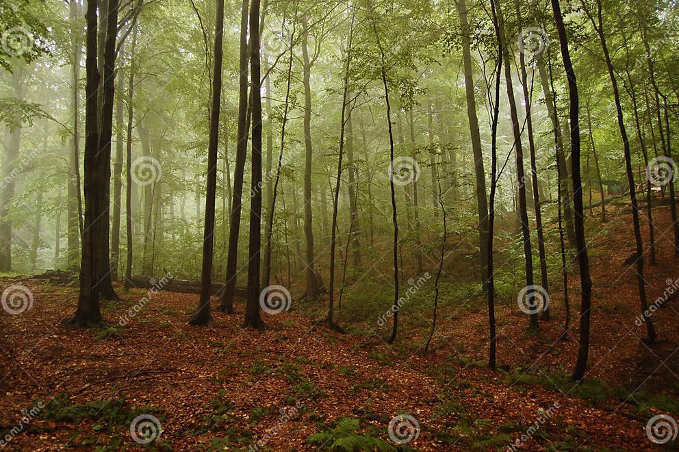 Woodland scenery stock image. Image of haze, knoll, beech - 16913503