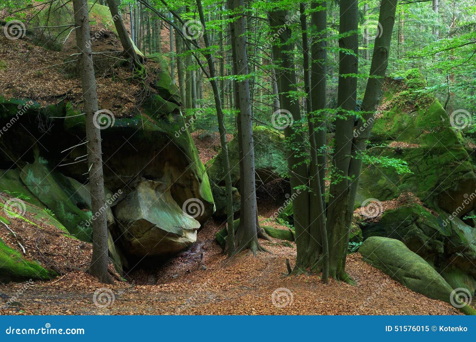 Woodland scenery stock image. Image of mysterious, season - 51576015