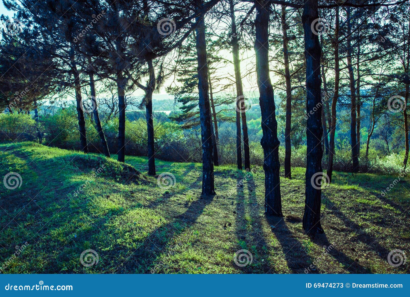 Woodland scenery stock image. Image of woodland, beautiful - 69474273