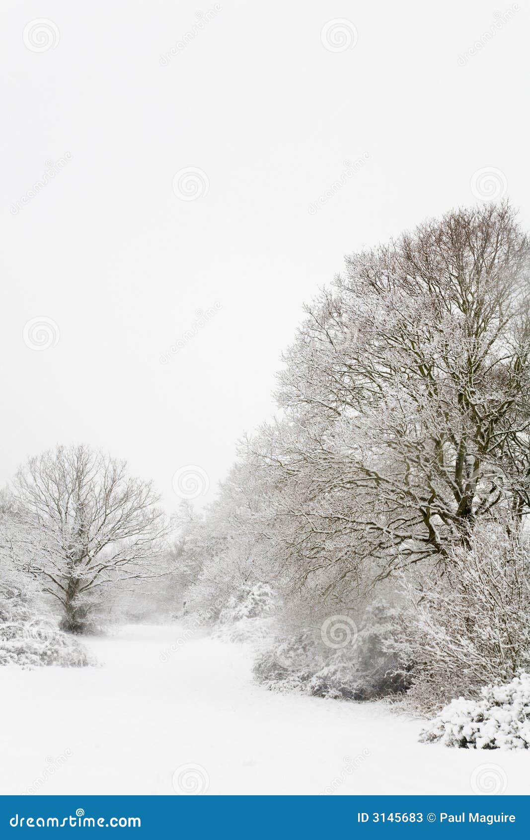 Woodland snow scene stock image. Image of scenery, avenue - 3145683