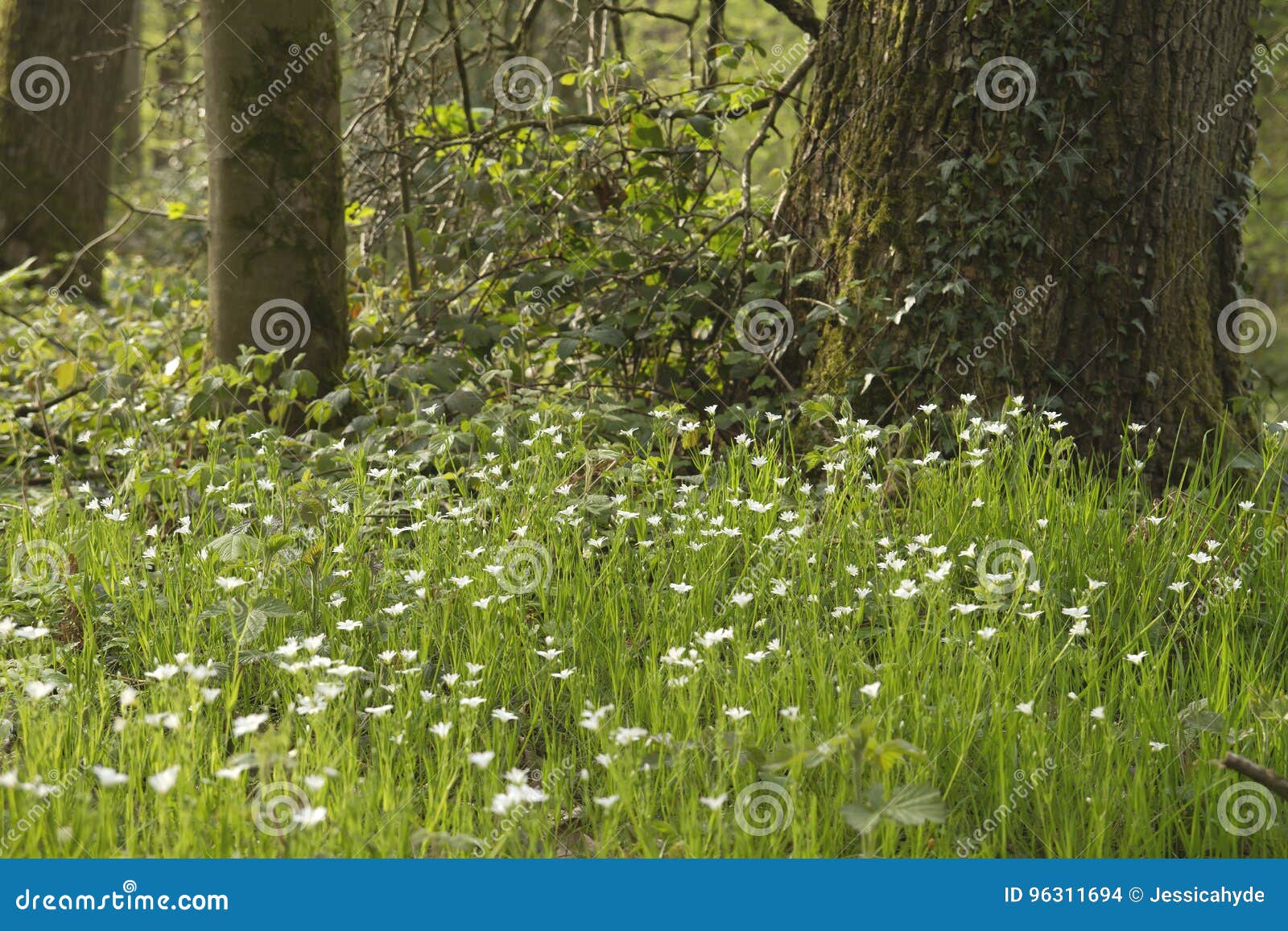 Woodland in spring stock photo. Image of growing, awakening - 96311694