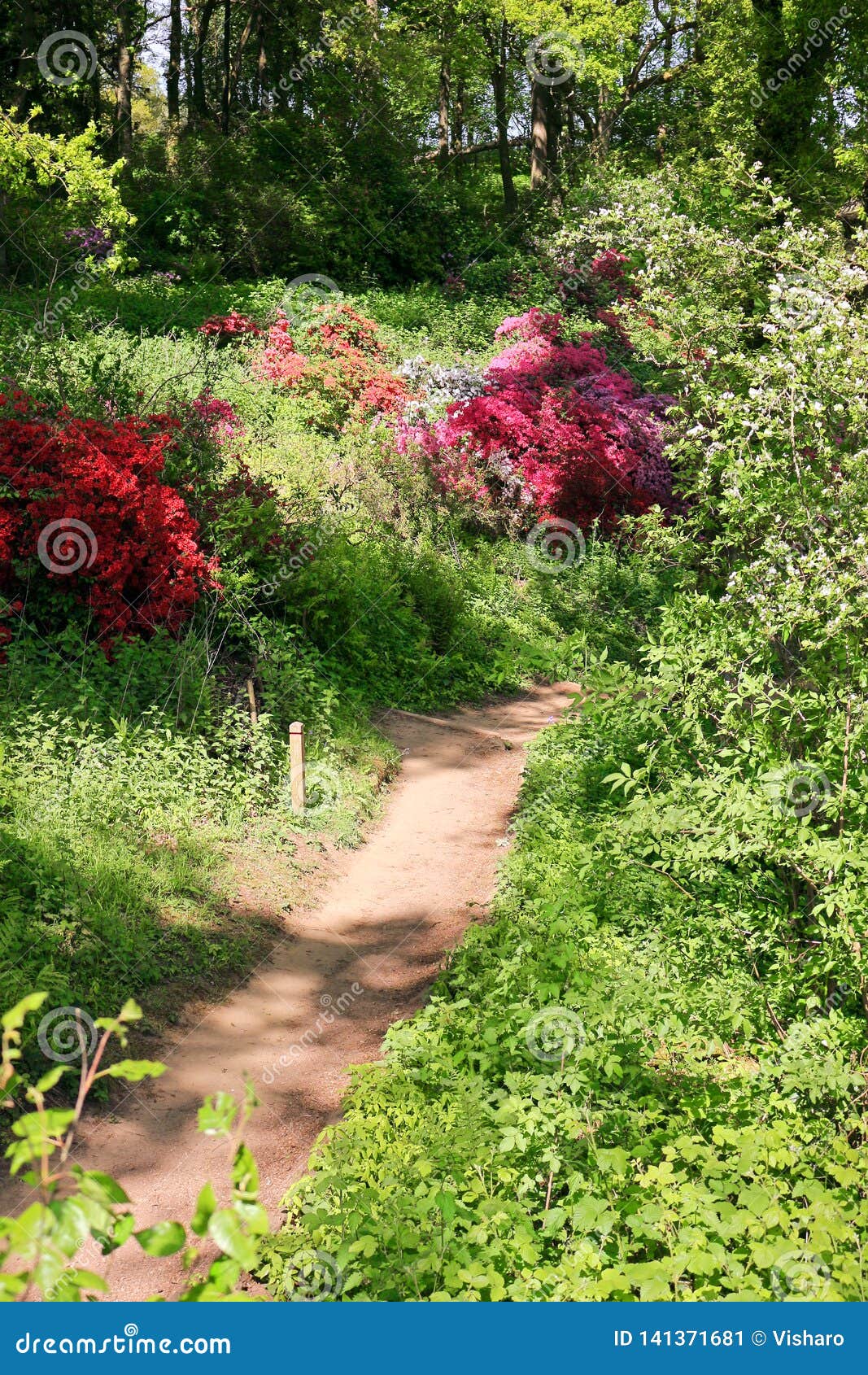 Woodland in Spring stock image. Image of spring, garden - 141371681