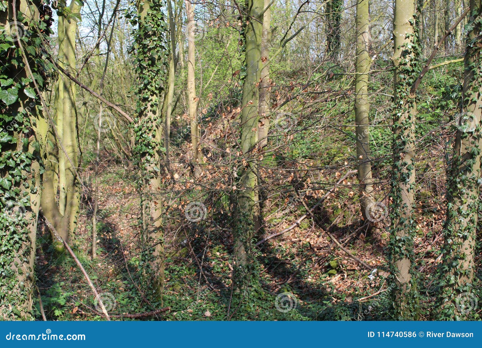 Woodland in Spring, Treeton, Rotherham Stock Photo - Image of ...