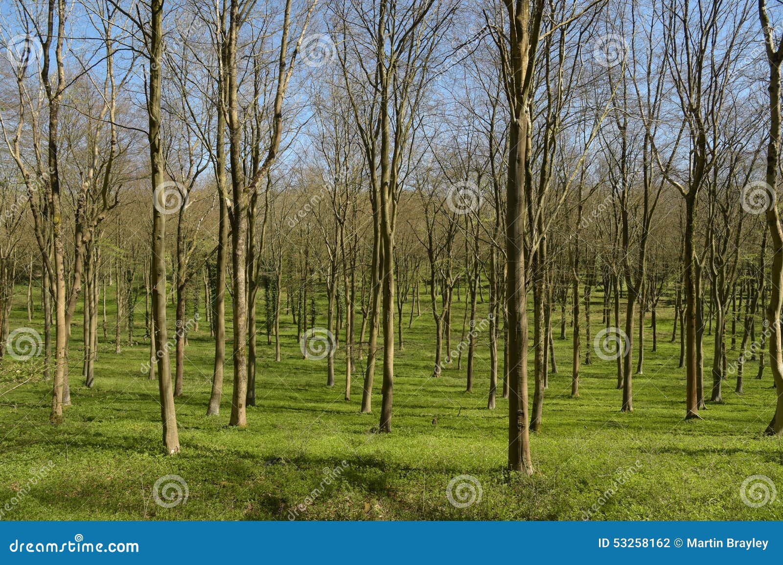 Woodland in the spring stock photo. Image of track, guide - 53258162