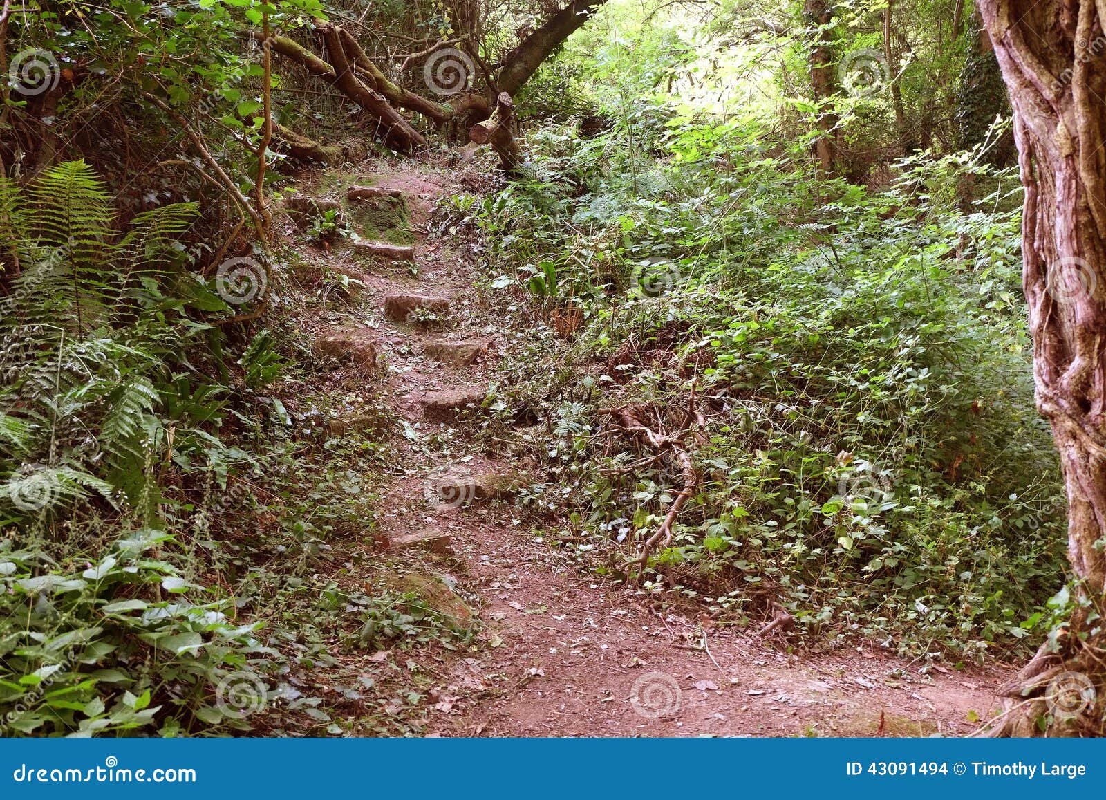 Woodland Steps on a Forest Walk Stock Photo - Image of rural, steps ...