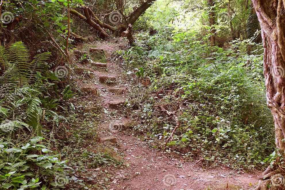 Woodland Steps on a Forest Walk Stock Photo - Image of rural, steps ...