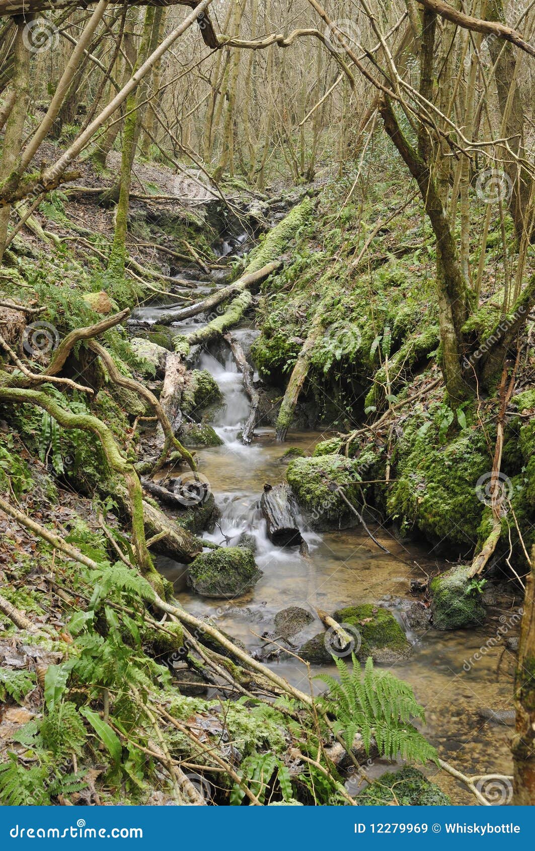 Woodland stream stock image. Image of forest, ancient - 12279969