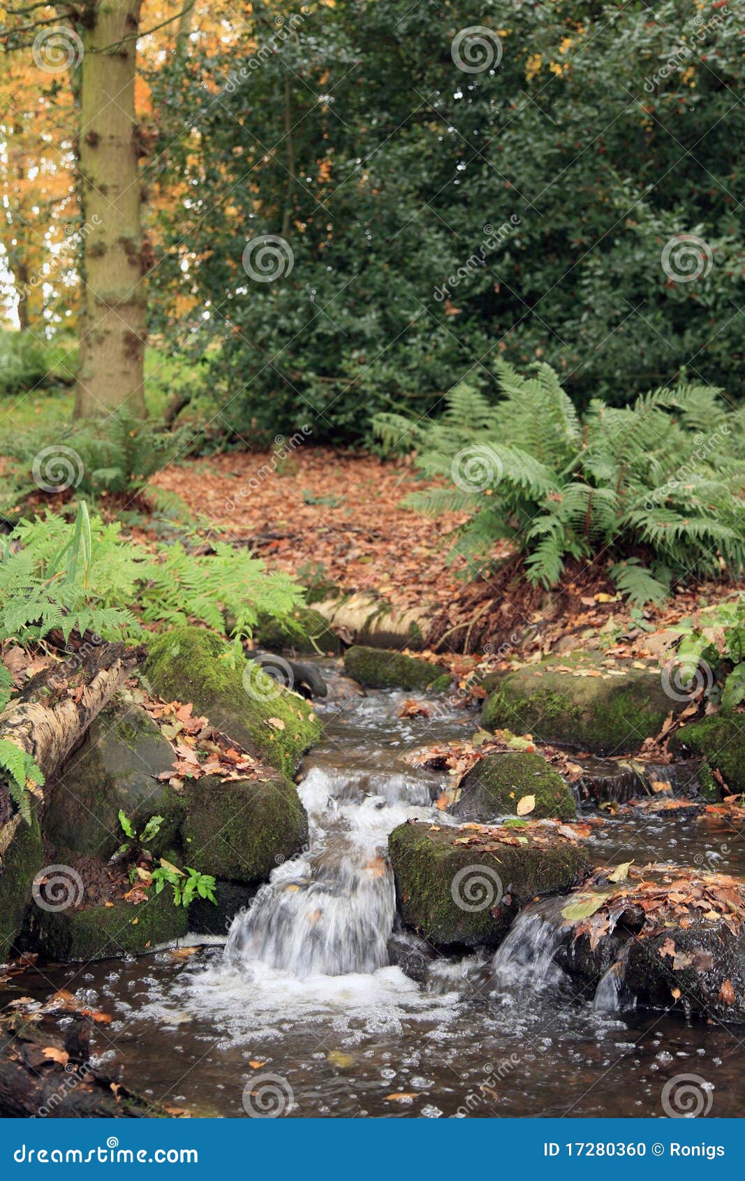Woodland stream stock photo. Image of stream, woodland - 17280360