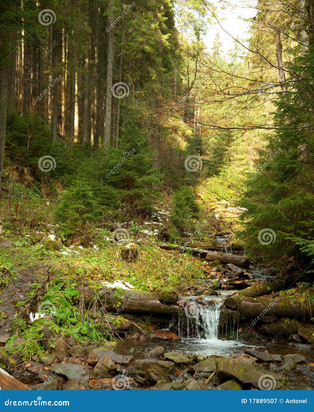 Woodland Stream. stock image. Image of leaves, forest - 17889507