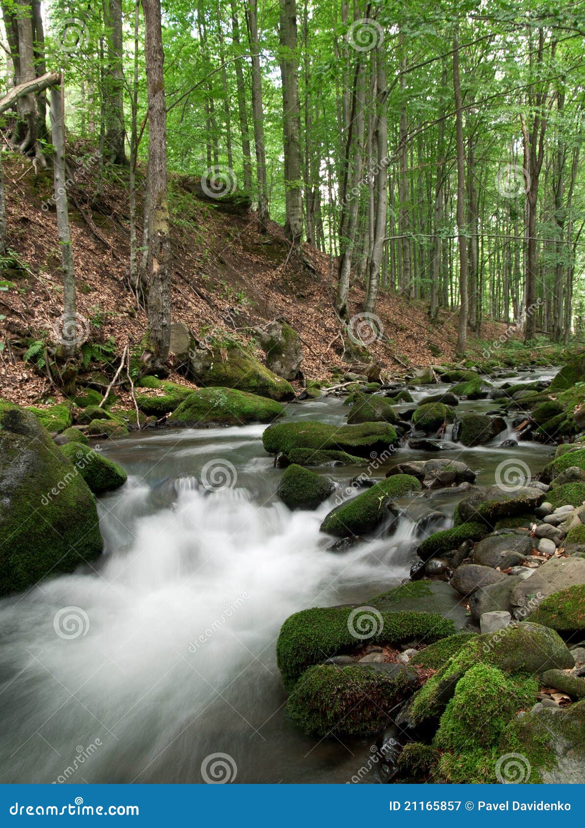 Woodland Stream. stock image. Image of beauty, shadow - 21165857
