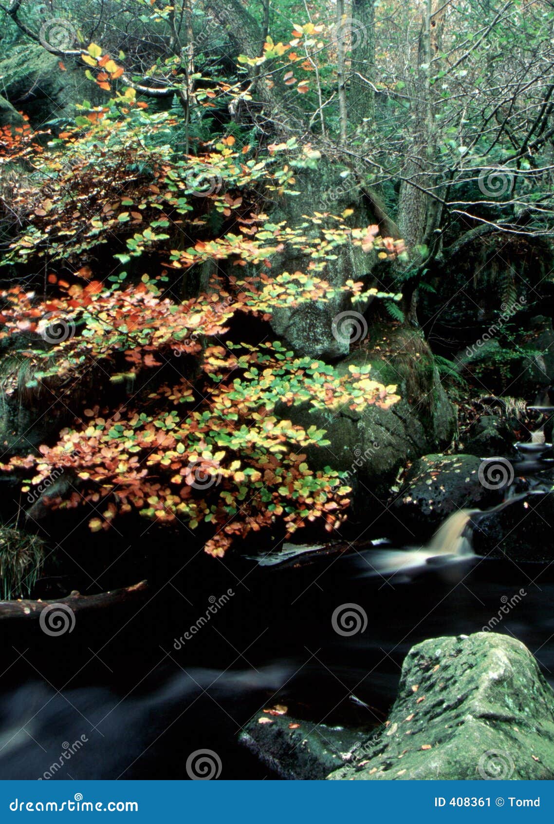 Woodland Stream stock image. Image of water, autumn, forest - 408361
