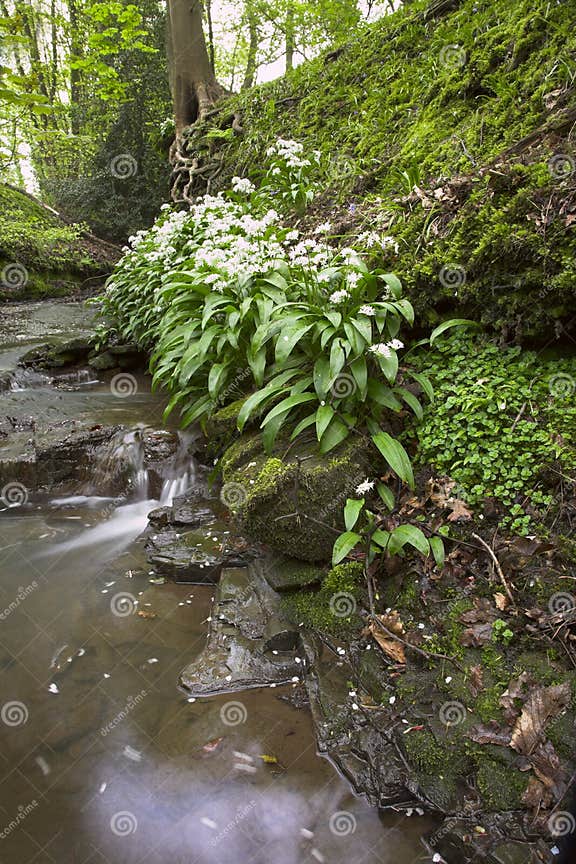 Woodland Stream stock image. Image of woodland, lancashire - 7191975