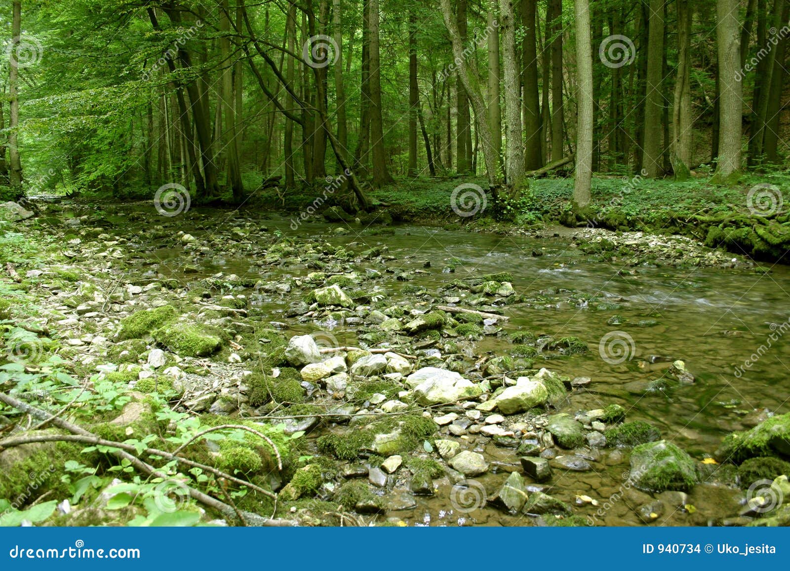 Woodland stream stock photo. Image of light, branches, grass - 940734